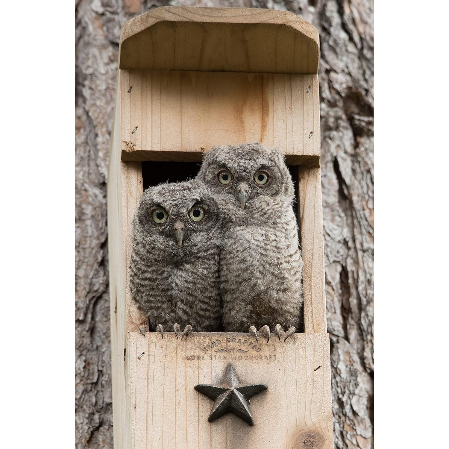 Screech Owl House - Nesting Box - Rectangular Opening - Walmart.com