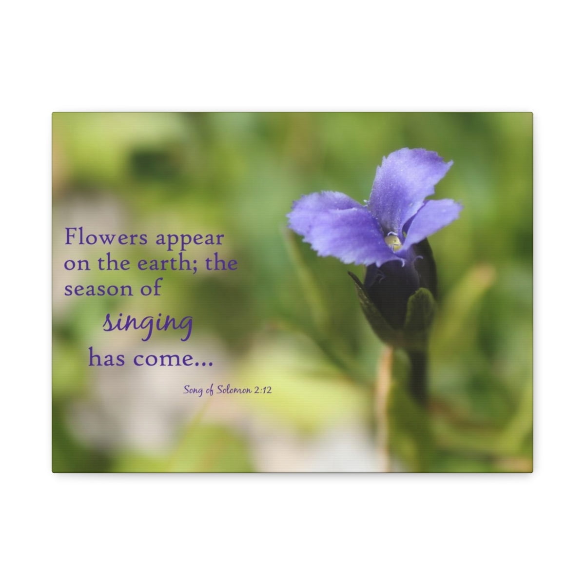 Scripture Walls Season Of Singing Song Of Solomon 2:12 Bible Verse ...