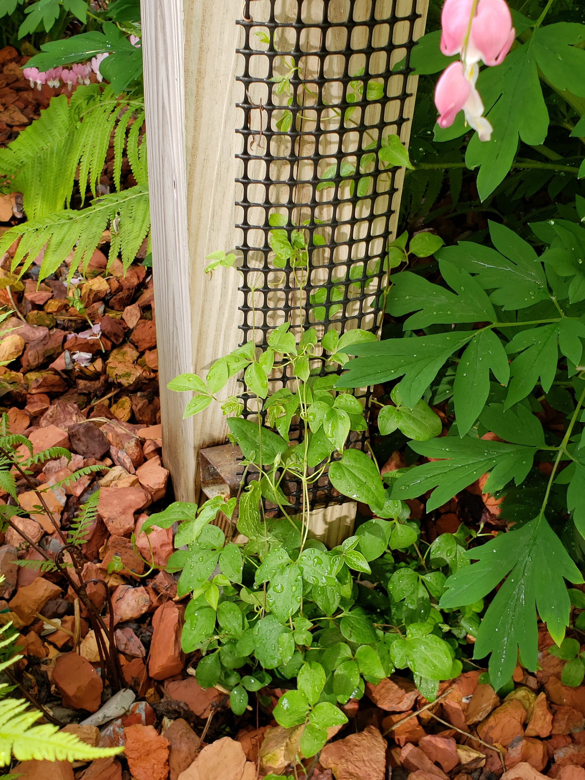 Scroll Trellis 2 in x 108 in Black Recycled Plastic Lattice Trellises ...