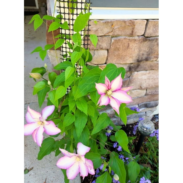 Scroll Trellis for Downspouts Black, Recycled Plastic, Rectangular, 2 ...