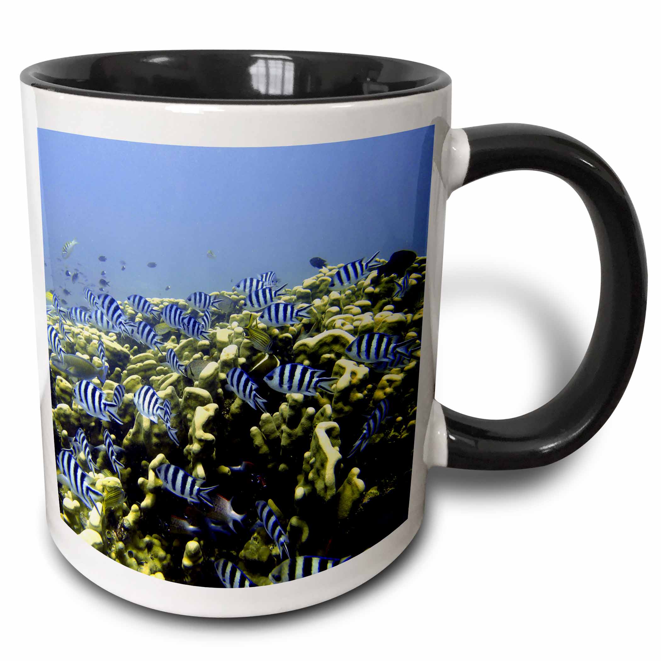 3drose, Scuba Diving, Mamanucas, Fiji - Oc01 Dpb0402 - Douglas Peebles ...
