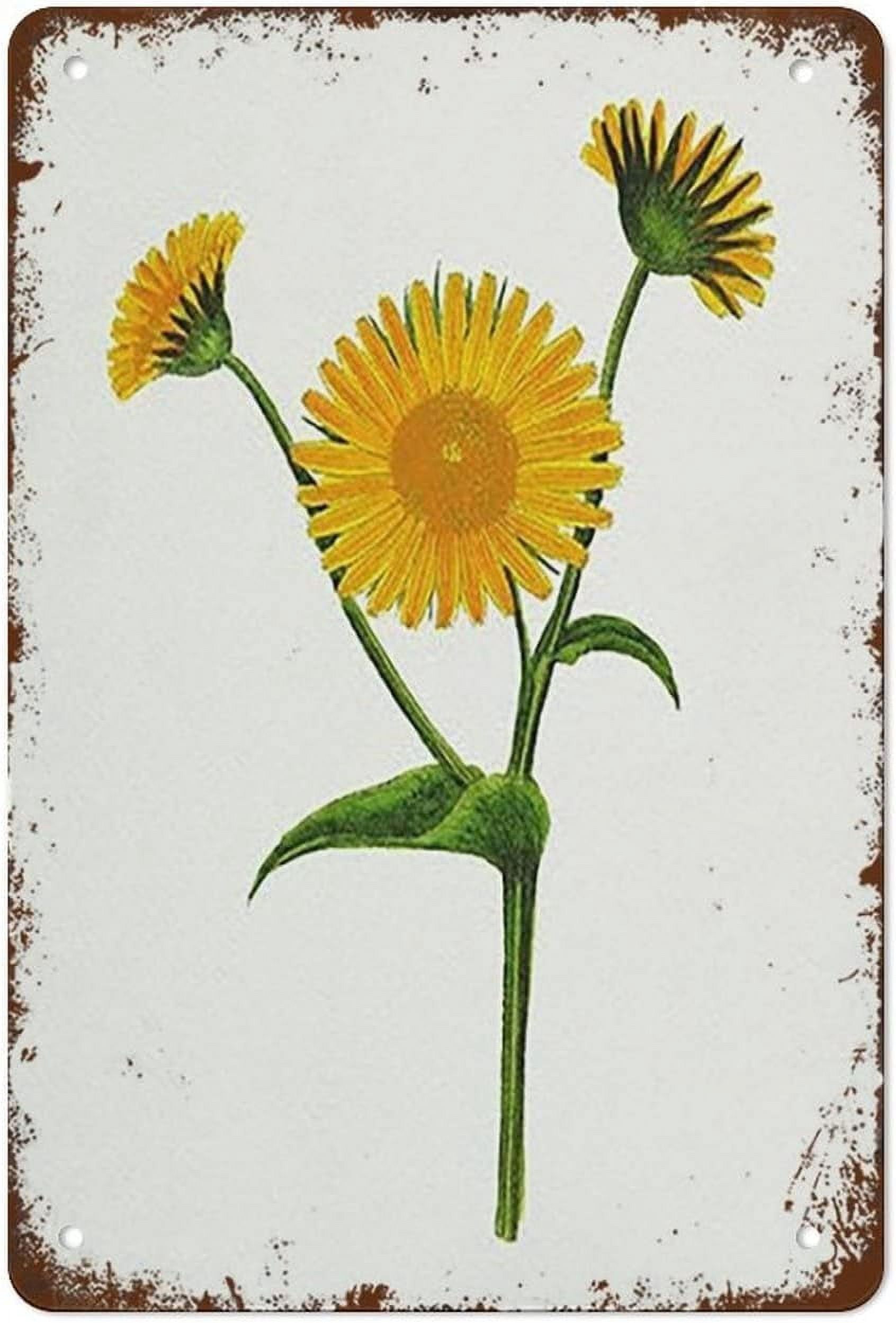 Sdmnsg-T 12x8 inch Daisy Print Flower Art Yellow Flower Print Botanical ...