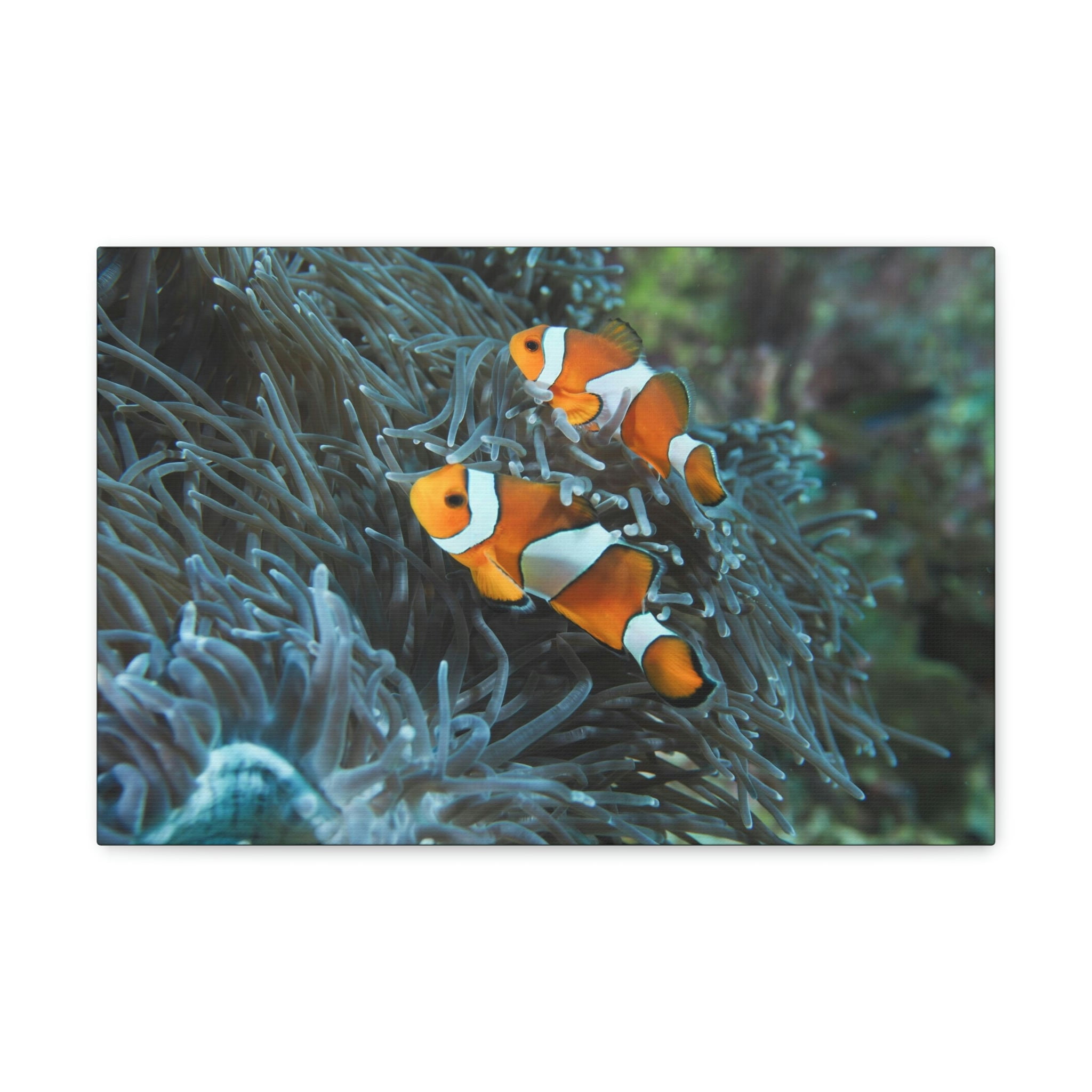 Sea Anemone Hunting Sea Anemone on Hunt Print Animal Wall Art Wildlife ...