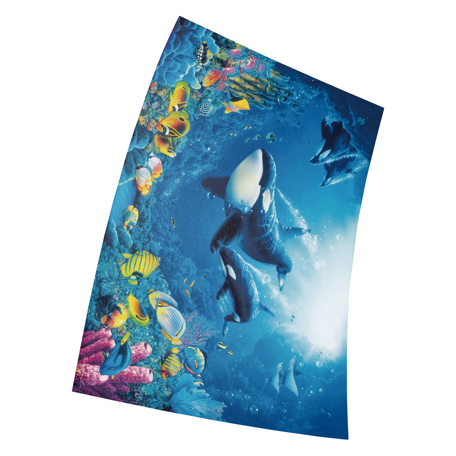 Sea Animals Blue Water Favorite Killer Whale Pretty Beautiful Marine ...