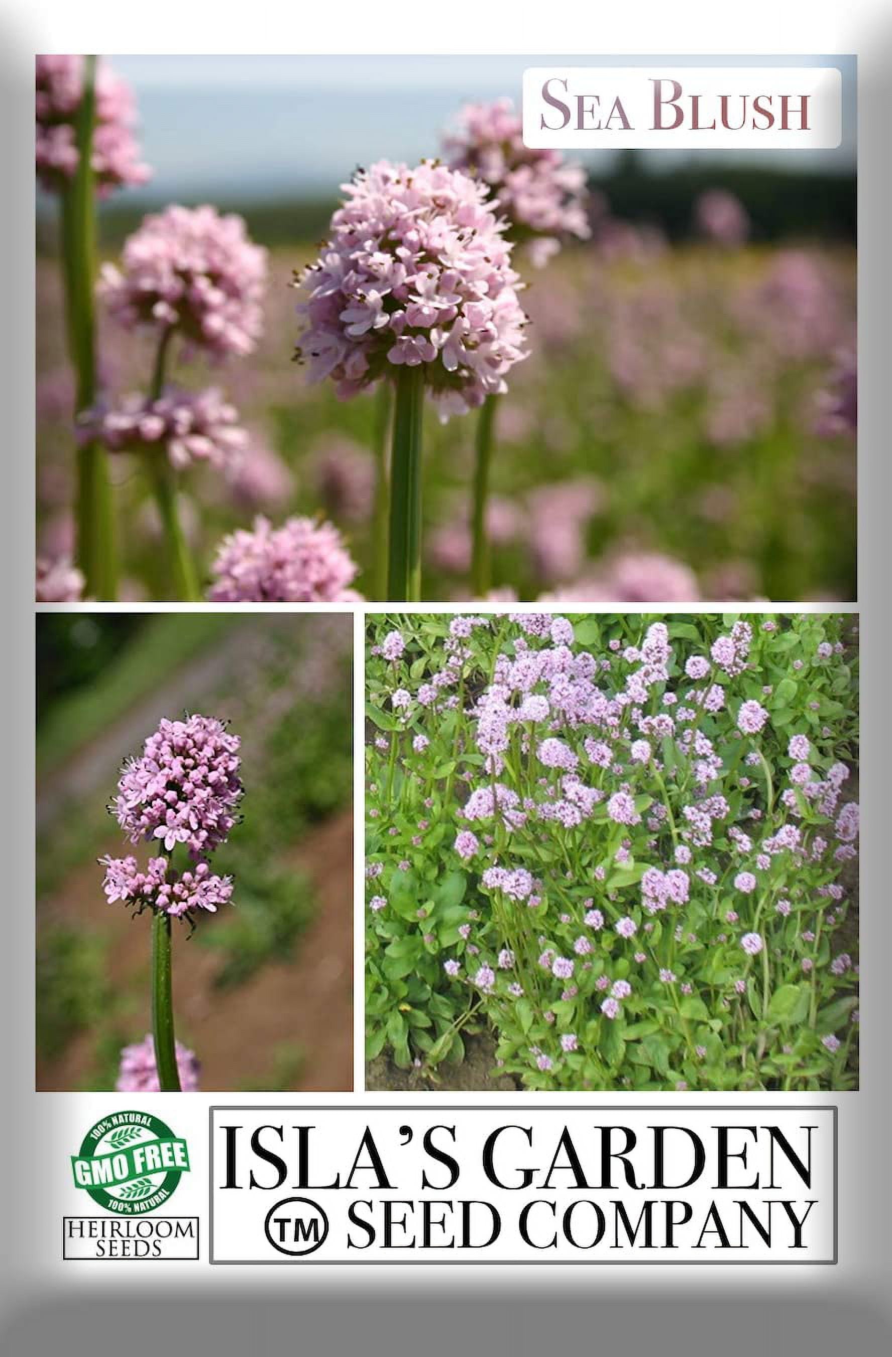 "Sea Blush" Flower Seeds for Planting, 100+ Flower Seeds Per Packet Non ...