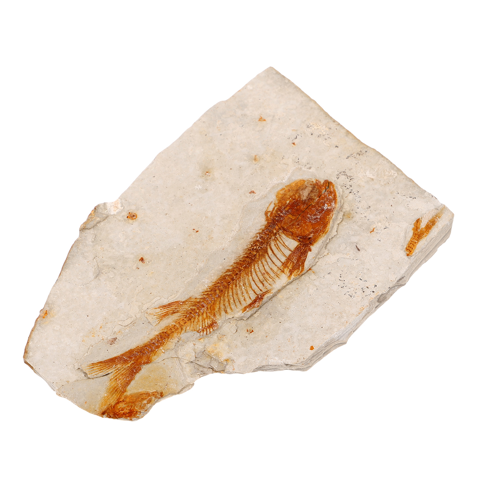 Sea Creature Specimen Decoration Paleontological Fish Specimen Ornament ...