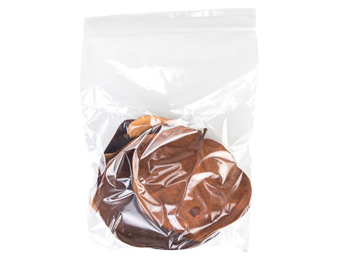 Sea Grape Leaf Litter (5 leaves) - Walmart.com