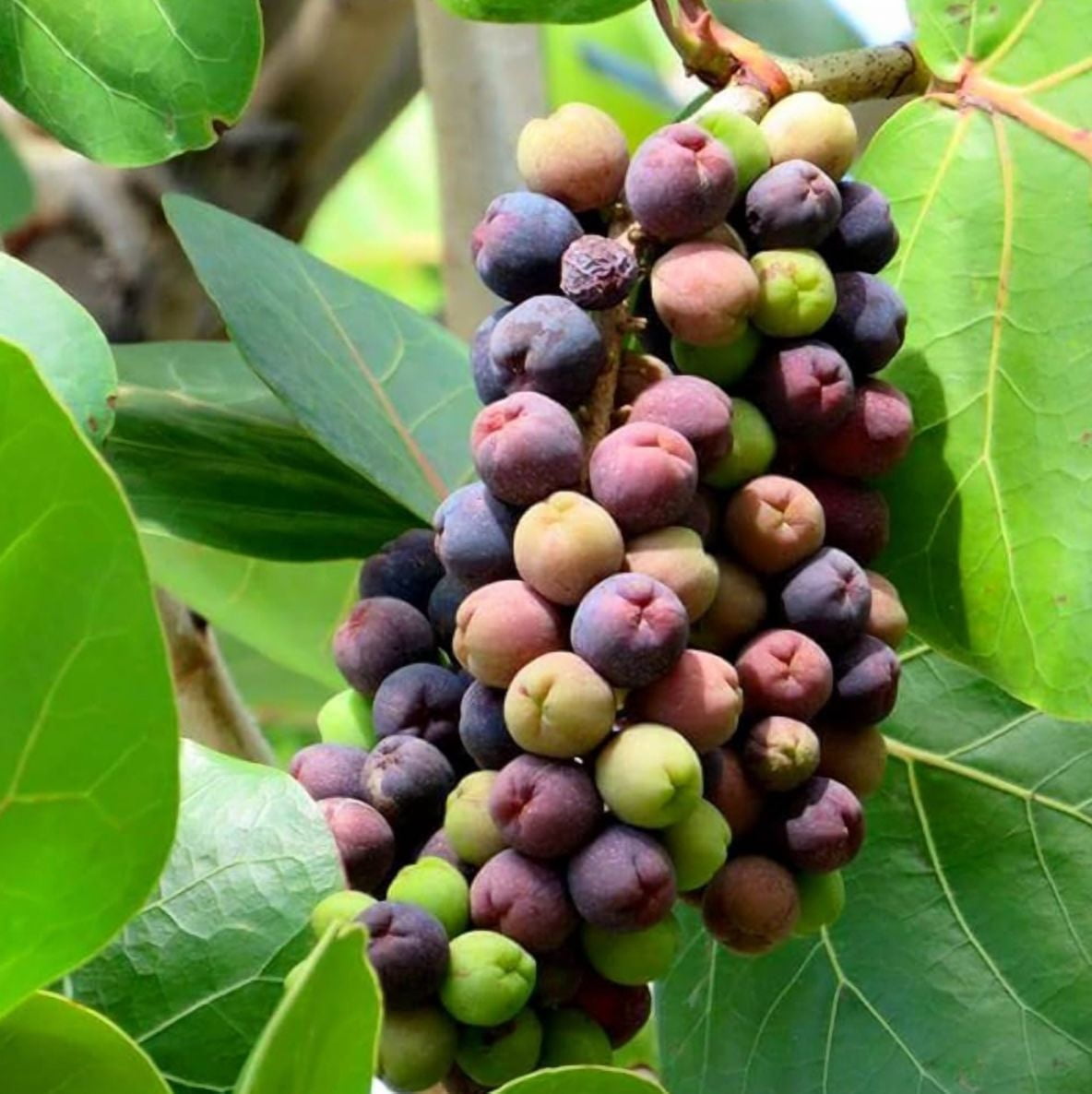 Sea Grapes Tree Live for Planting, Coastal Grape Plant for Home Garden ...