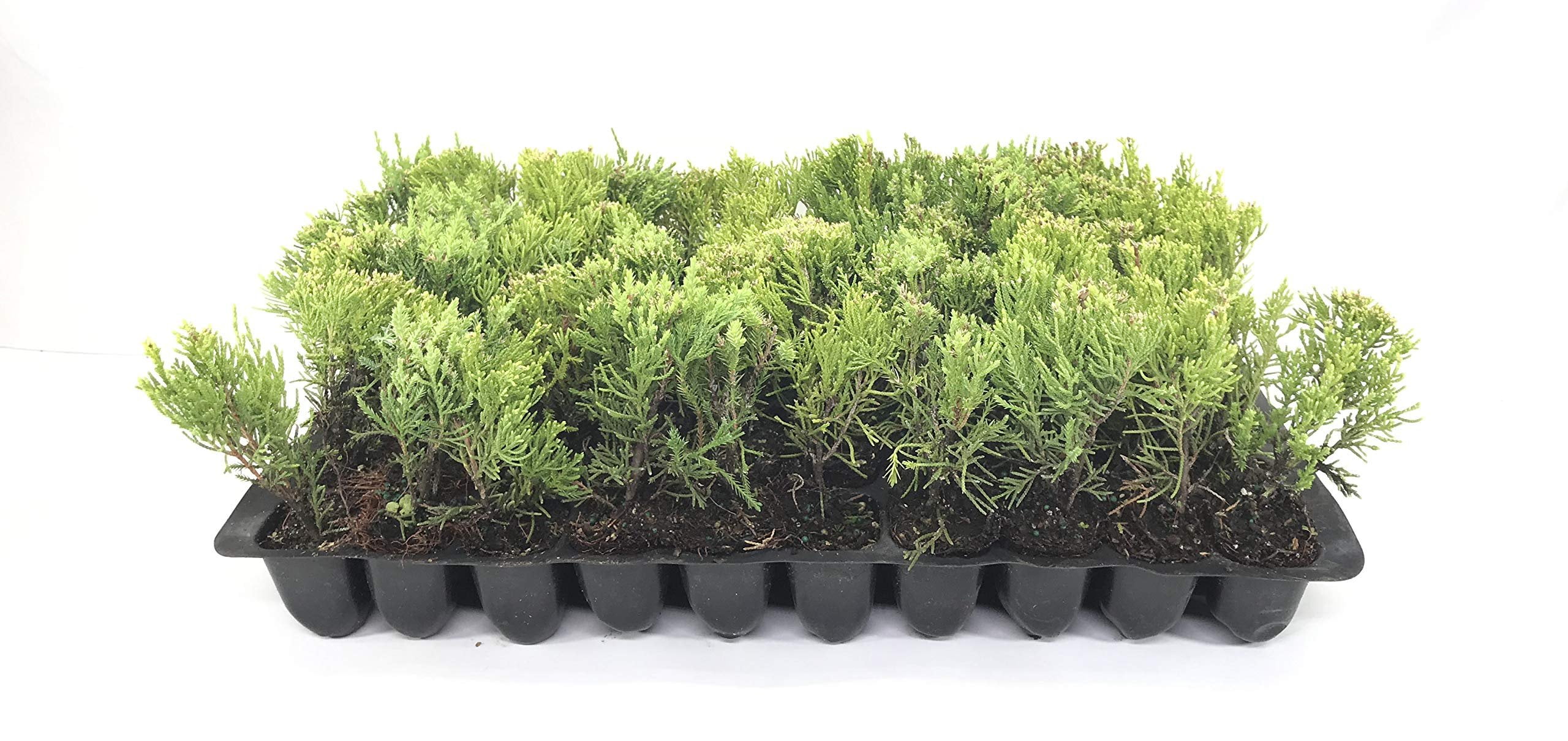 Sea Green Juniper - 10 Live Plants - Juniperus Chinensis - Hardy ...