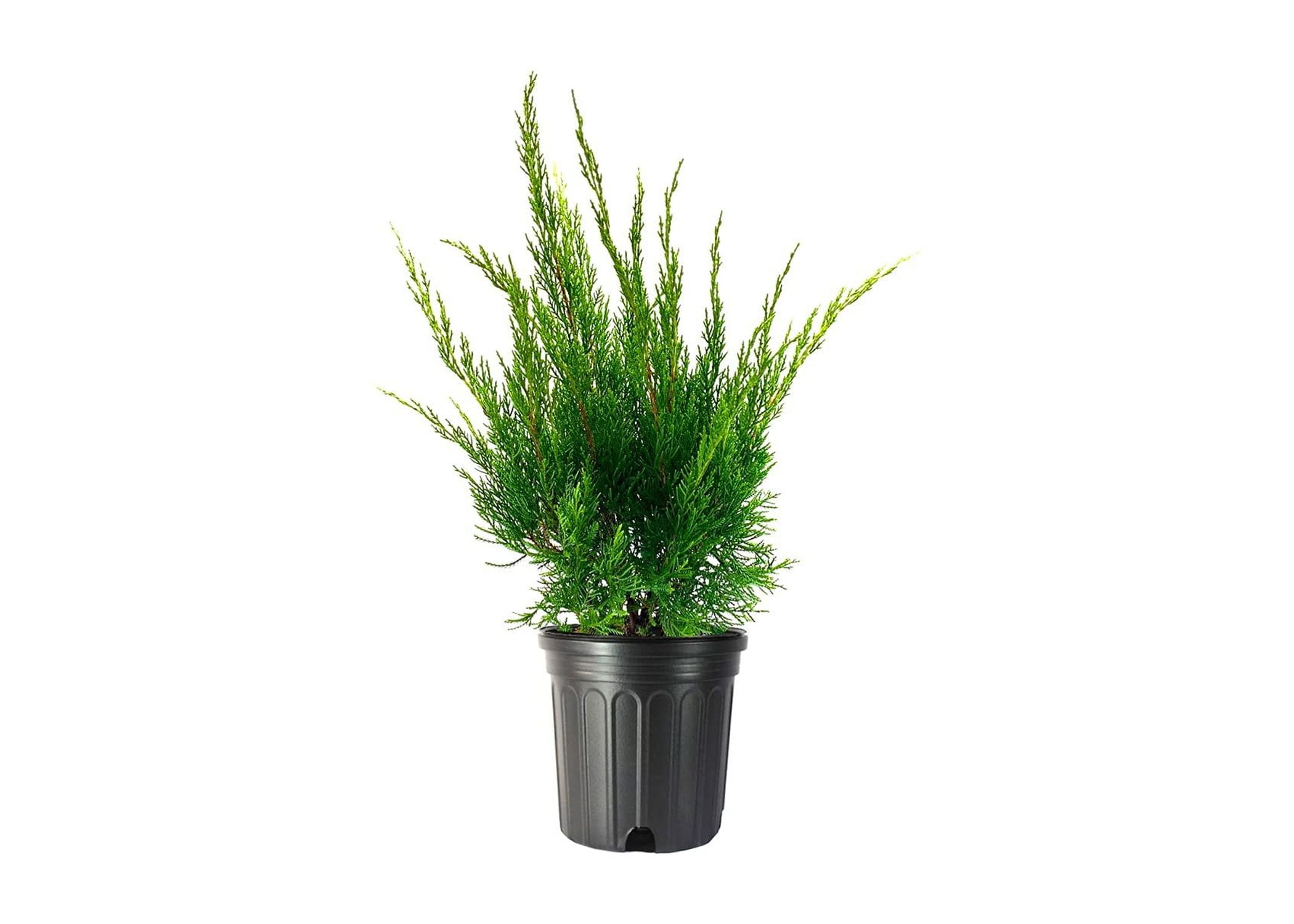 Sea Green Juniper - 2 Live Gallon Size Plants - Juniperus Chinensis ...