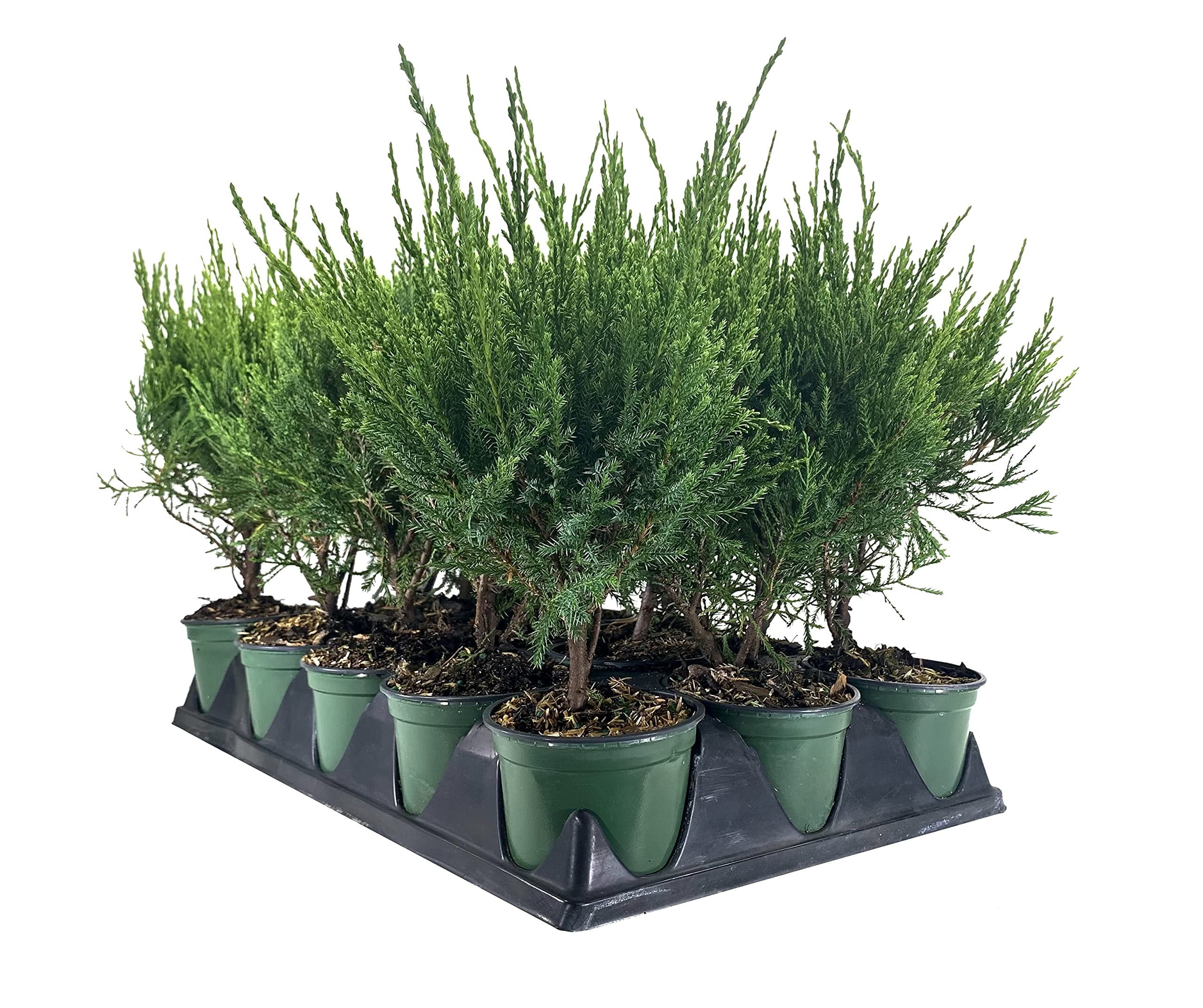 Sea Green Juniper - 3 Live 4 Inch Pots - Juniperus Chinensis - Drought ...