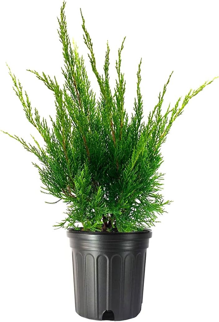 Sea Green Juniper - 3 Live Gallon Size Plants - Juniperus Chinensis ...