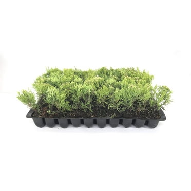 Ligustrum Waxleaf Privet - 20 Live Plants - Evergreen Privacy Hedge ...