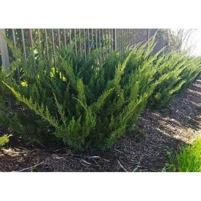 Sea Green Juniper | Large Gallon Size Plants | Juniperus Chinensis ...