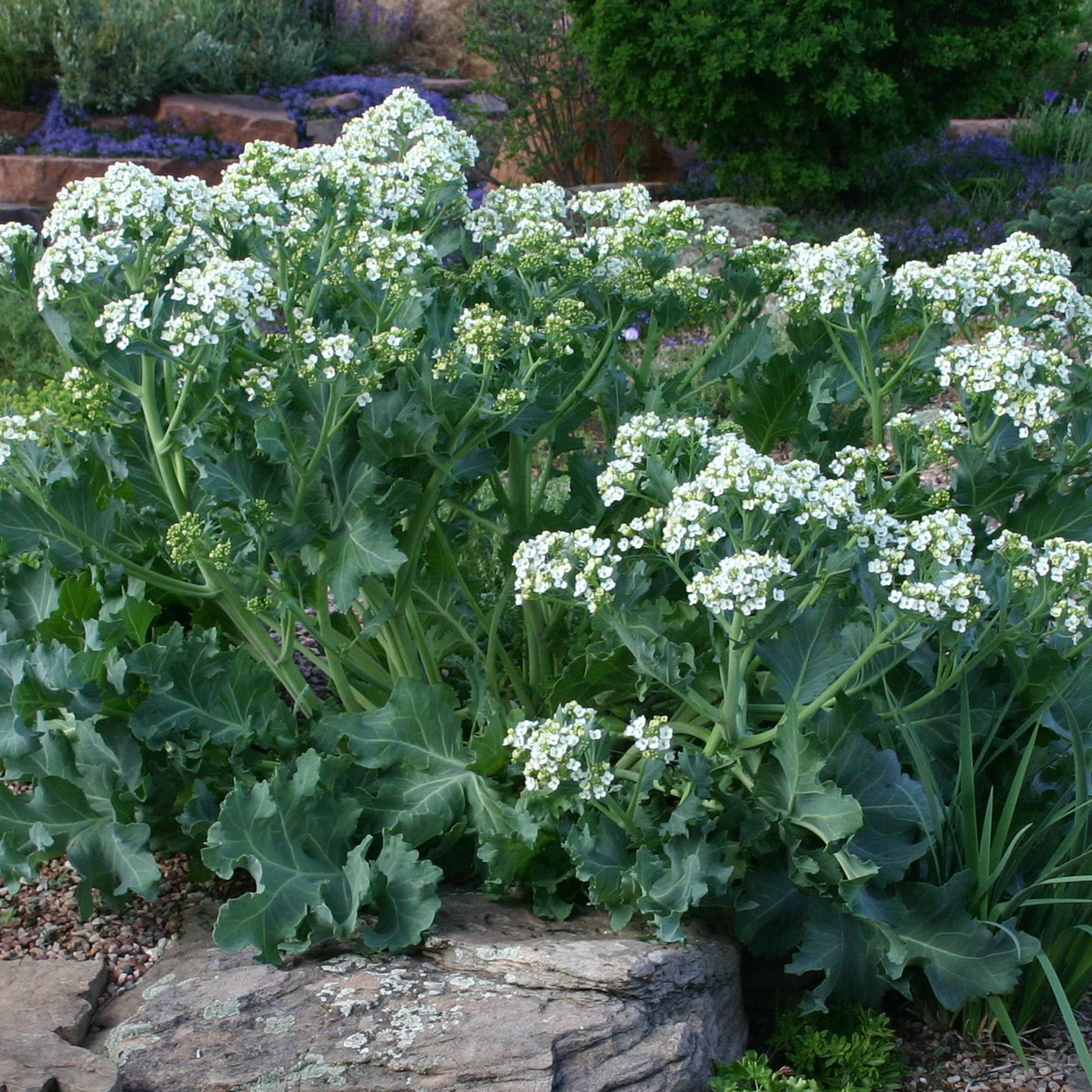Sea Kale Seeds FEV6 Crambe Maritima Perennial Mild and Slightly Sweet ...