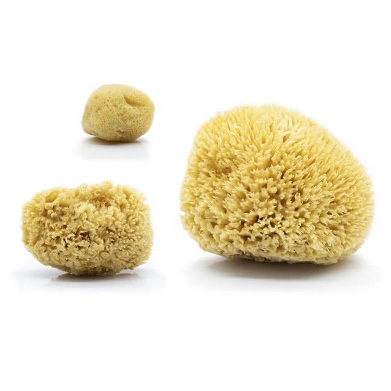 Sea Kind SK-SPNG-V3X Luxury Bath Sea Sponge Variety 3-Pack - Walmart.com