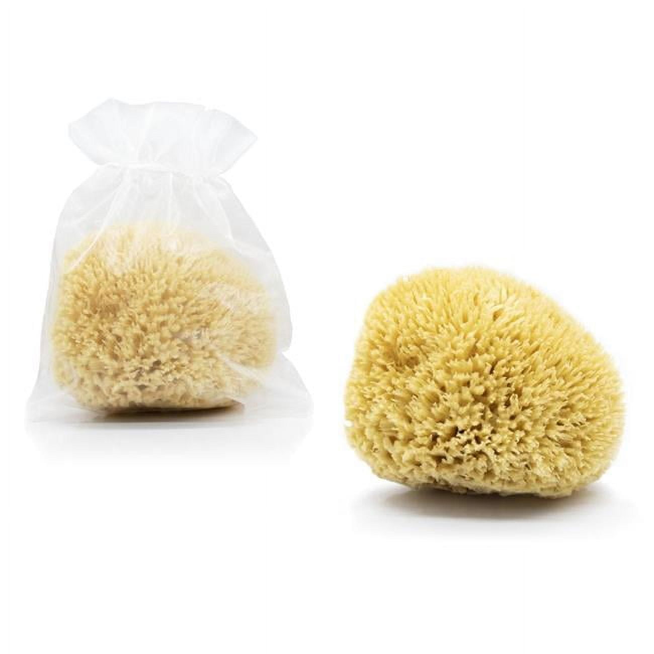 Sea Kind SK-SPNG-WL7 Ultimate Luxury Bath Sea Sponge Natural Wool 7 ...