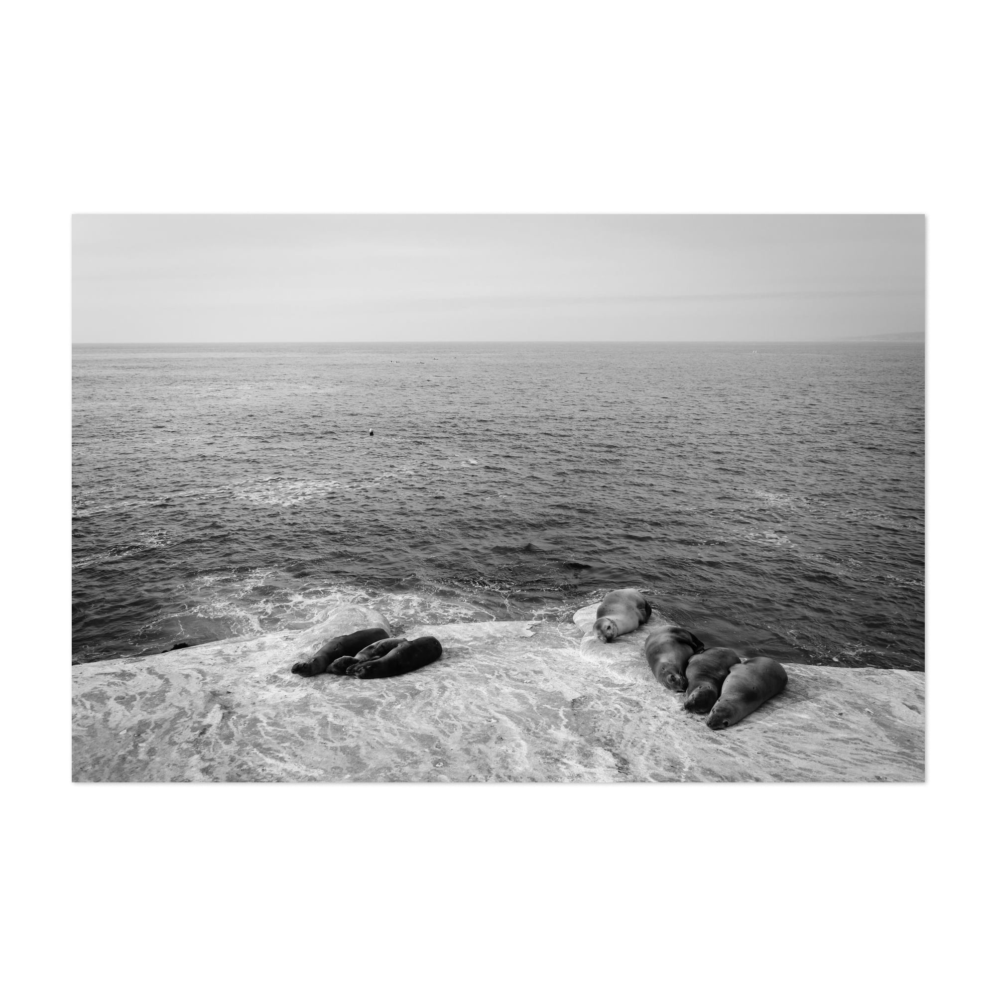 Sea Lions in La Jolla 02 B&W - La Jolla California Photography Black ...