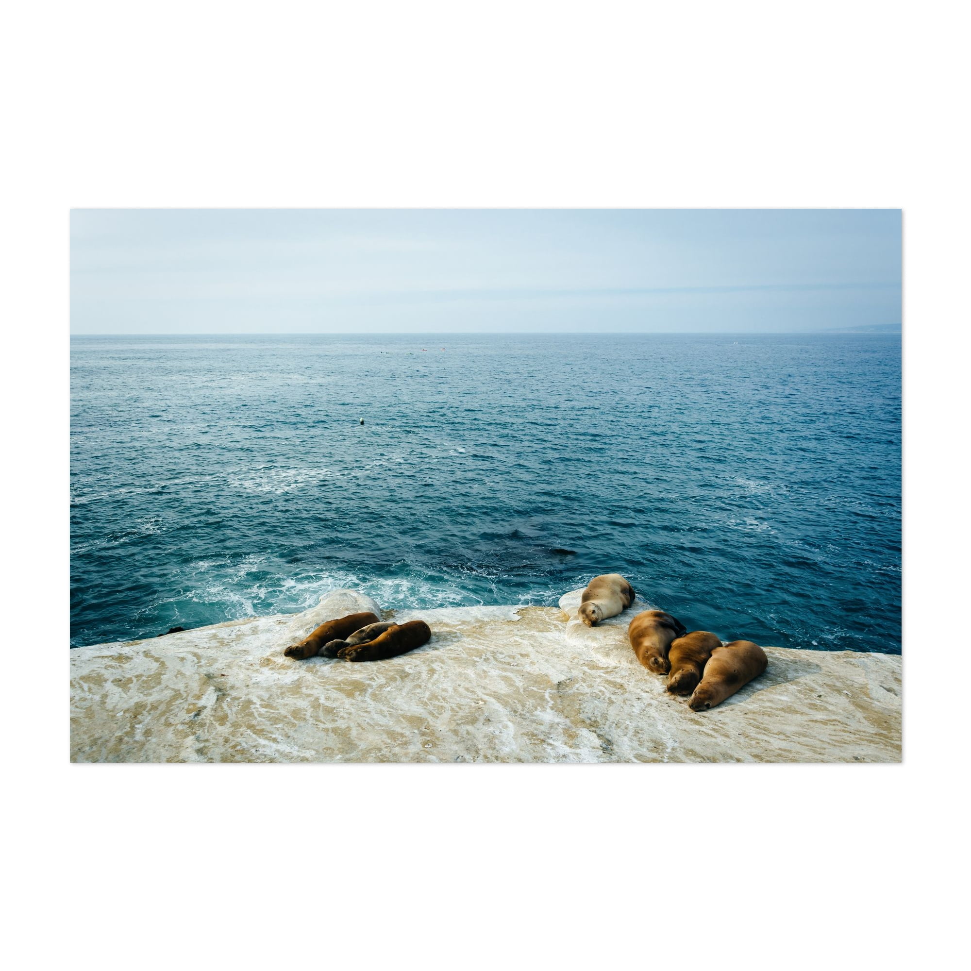 Sea Lions in La Jolla 02 - La Jolla California Photography Ocean Coast ...