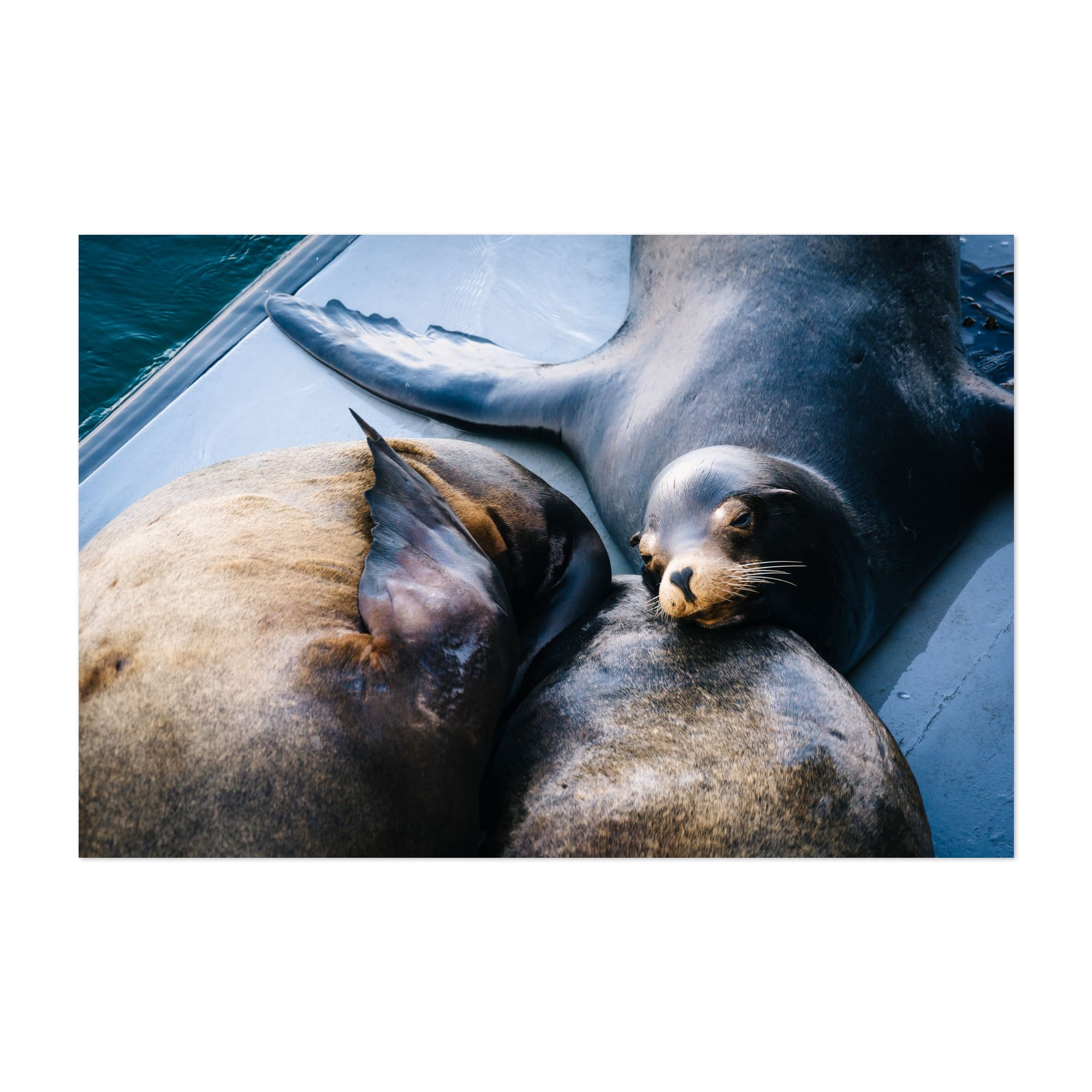 Sea Lions in Santa Cruz - Santa Cruz California Photography Nature ...