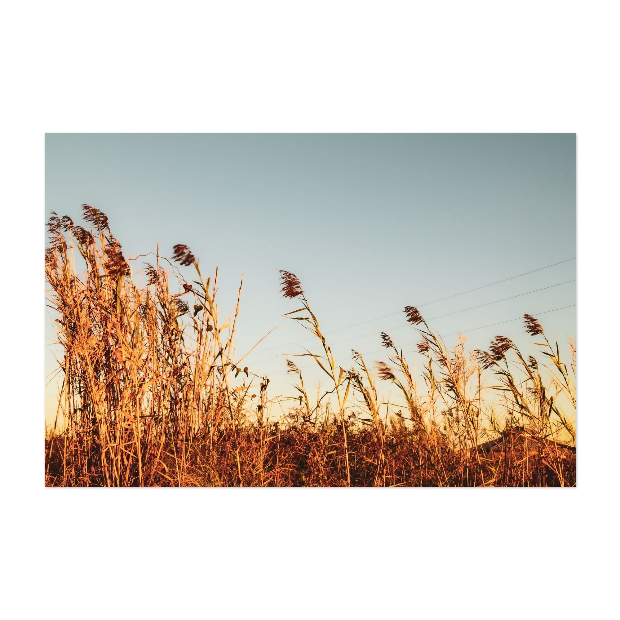 Sea Oats-Dauphin Island - Dauphin Island Alabama Photography Nature ...