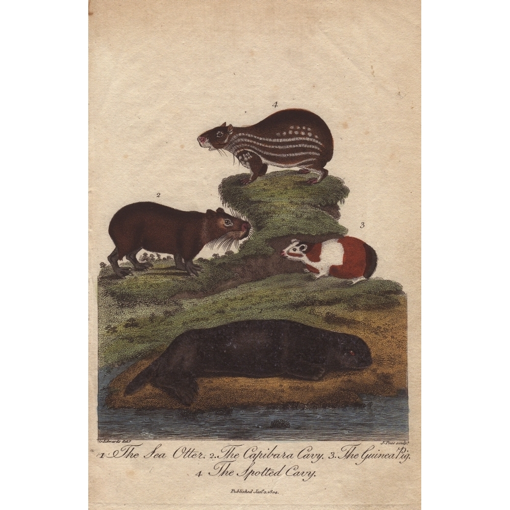Sea Otter, Capybara (Capibara) Cavy, Guineaa Poster Print By ...