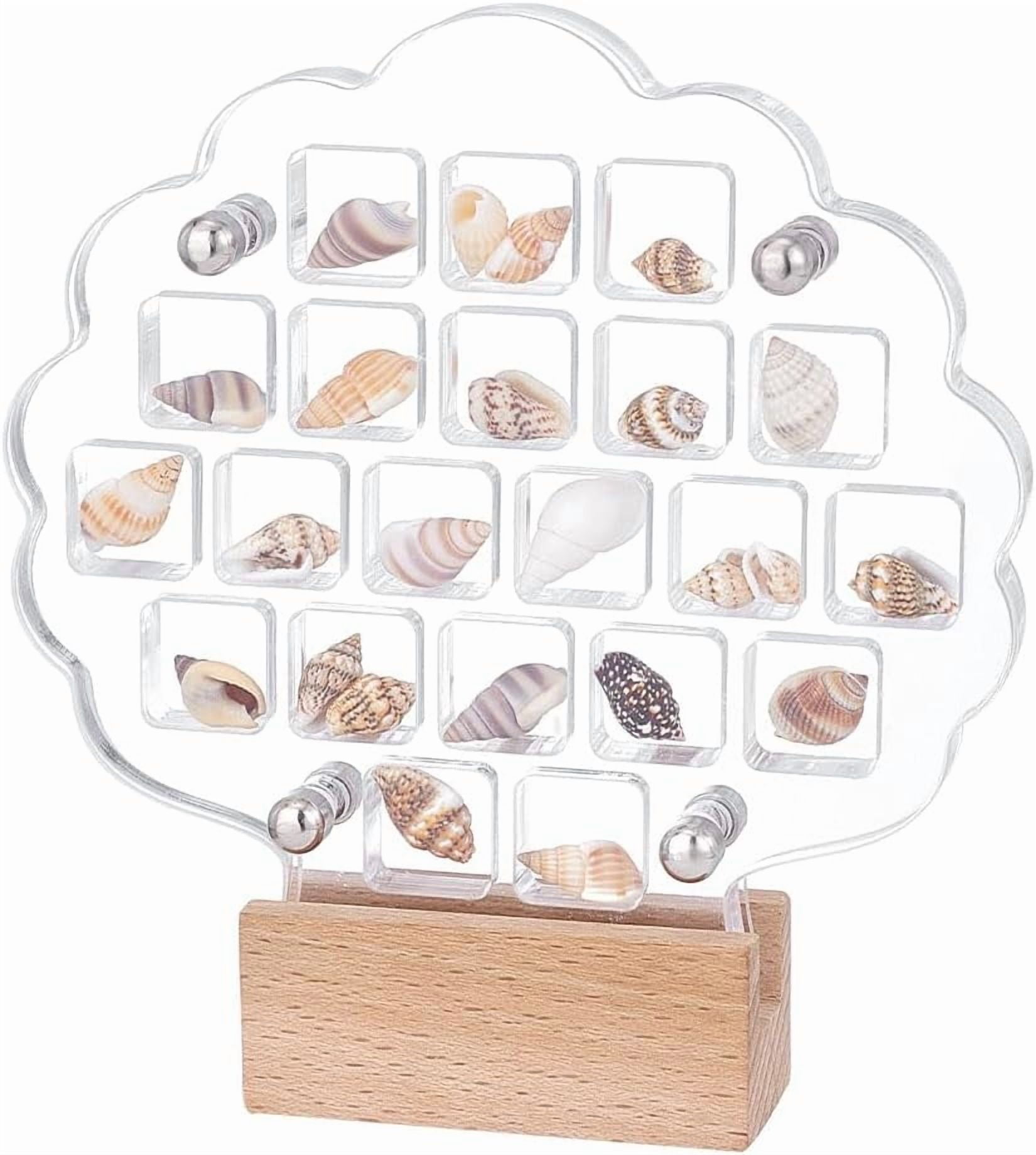 Sea Shell Holder 21 Grids Acrylic Seashell Display Box Seashell Display ...