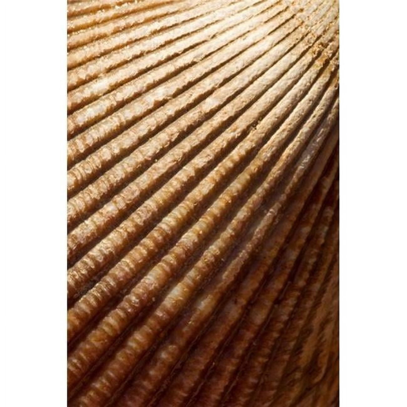 Sea Shell Pattern Stanley Park British Columbia Poster Print by Paul ...
