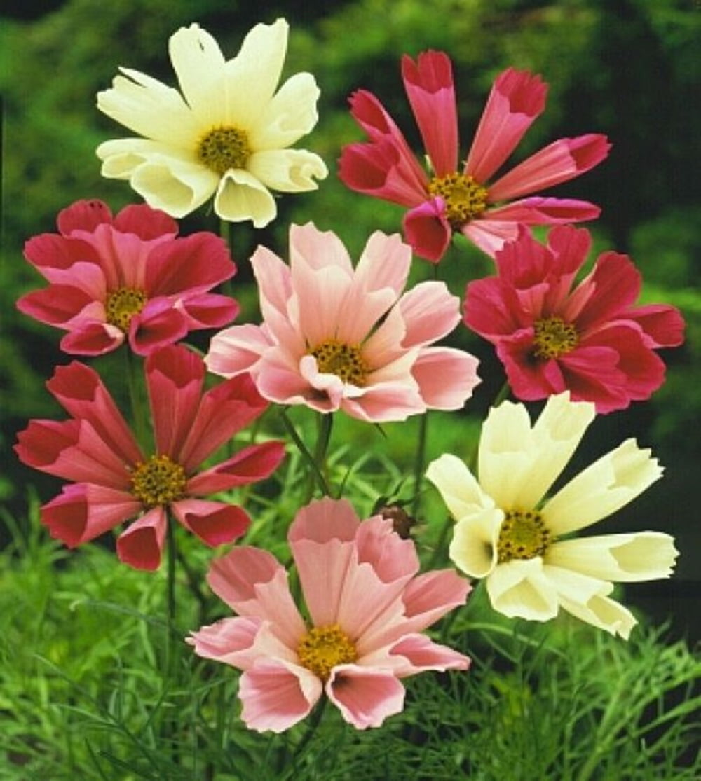 Sea Shells Cosmos, 200+ Seed Pack, Beautiful Bright 3 inch Flower, The ...