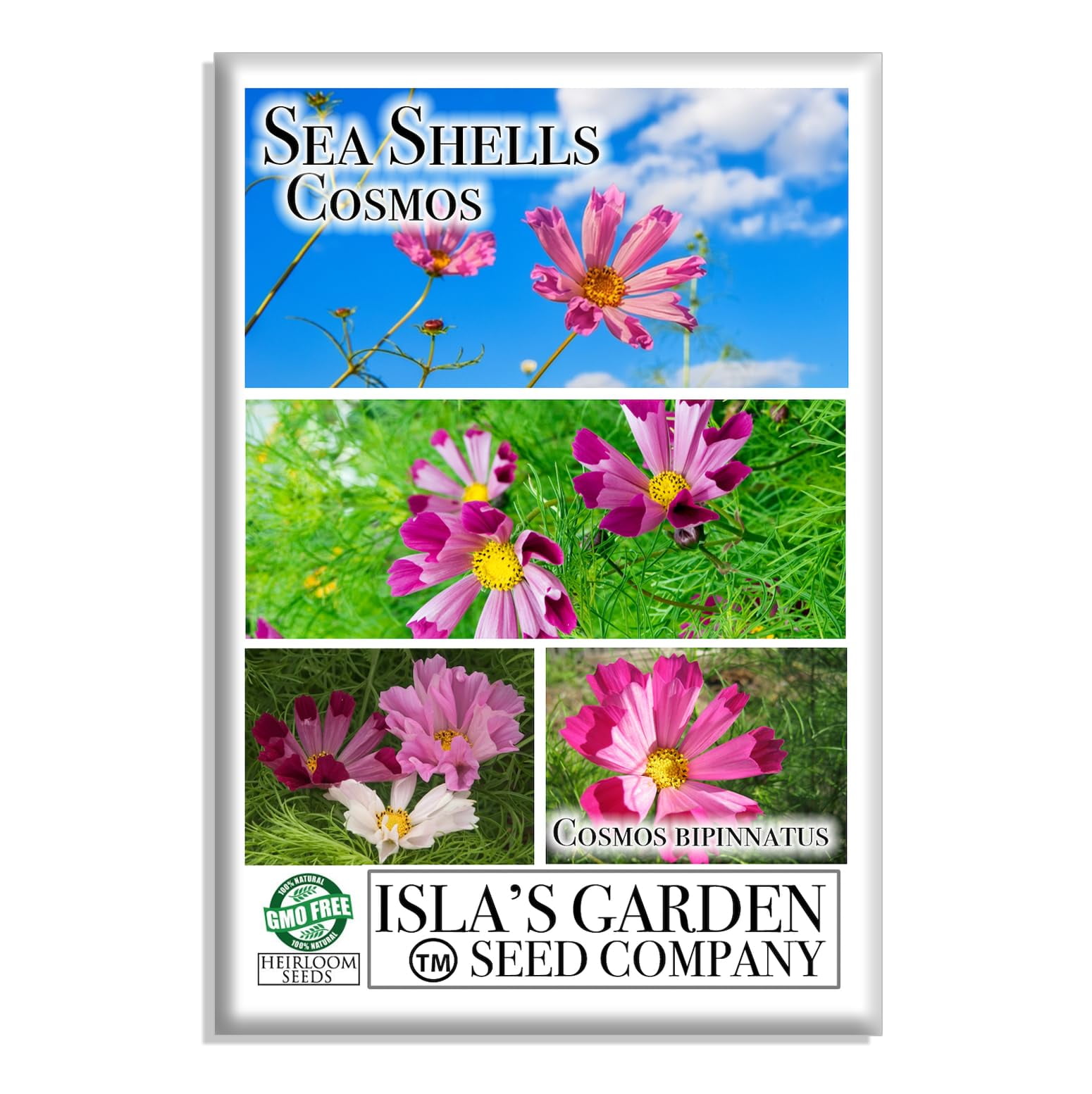 Sea Shells Cosmos Flower Seeds (Cosmos bipinnatus) MHD1- Non-GMO ...