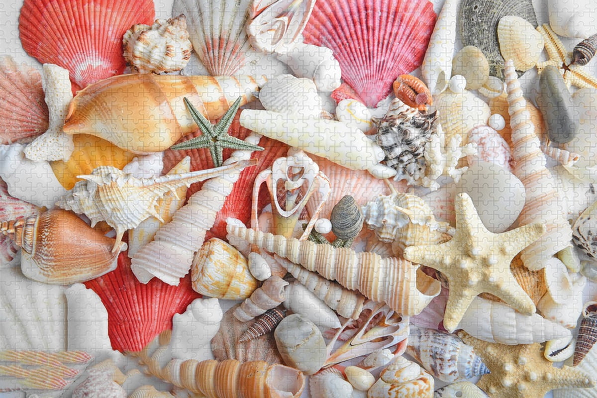Sea Shells Jigsaw Puzzle 500 Pieces Floor Puzzles Educational Fun Games ...