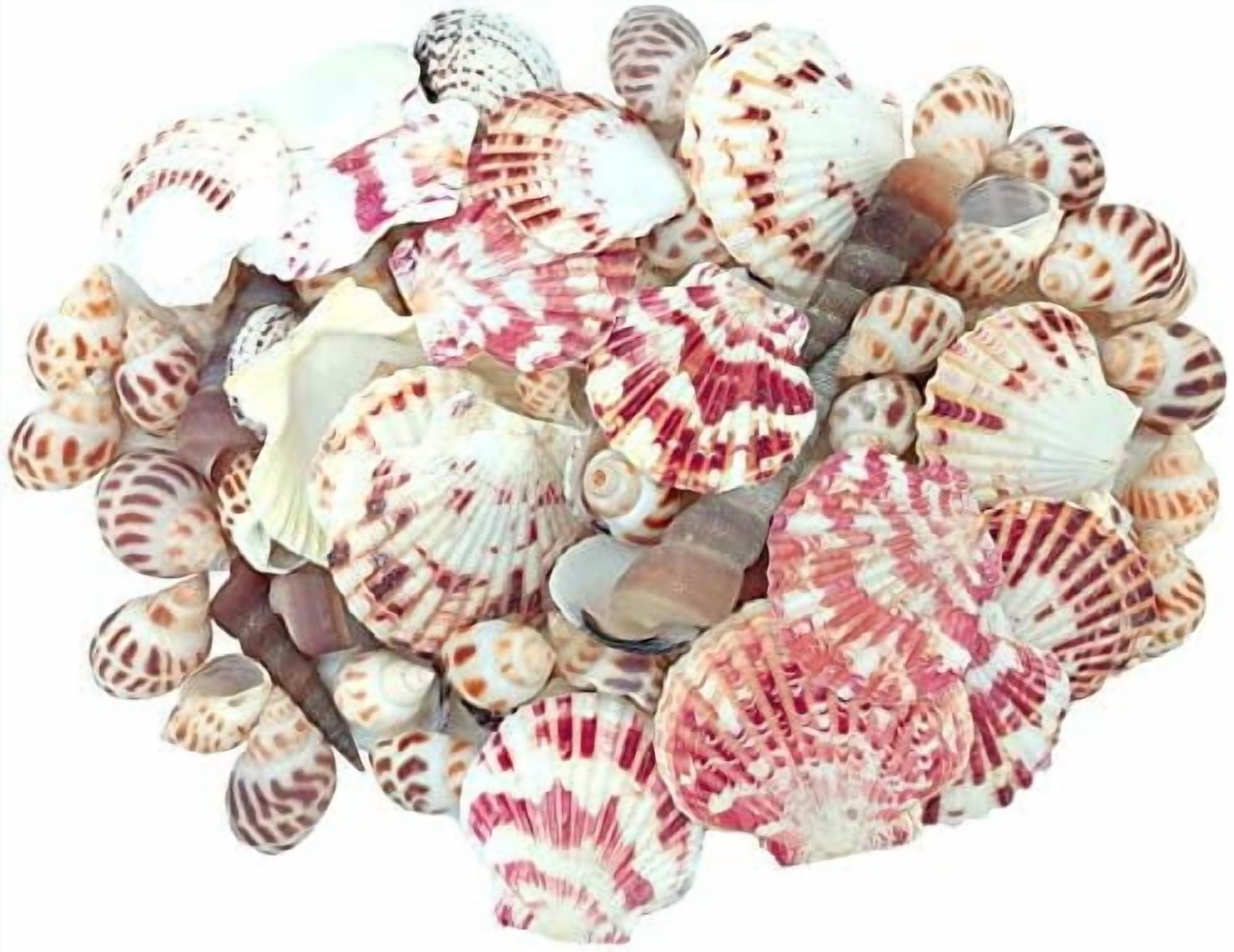 Sea Shells Mixed Beach Seashells Various Maximum Sizes up to 2 Inches ...