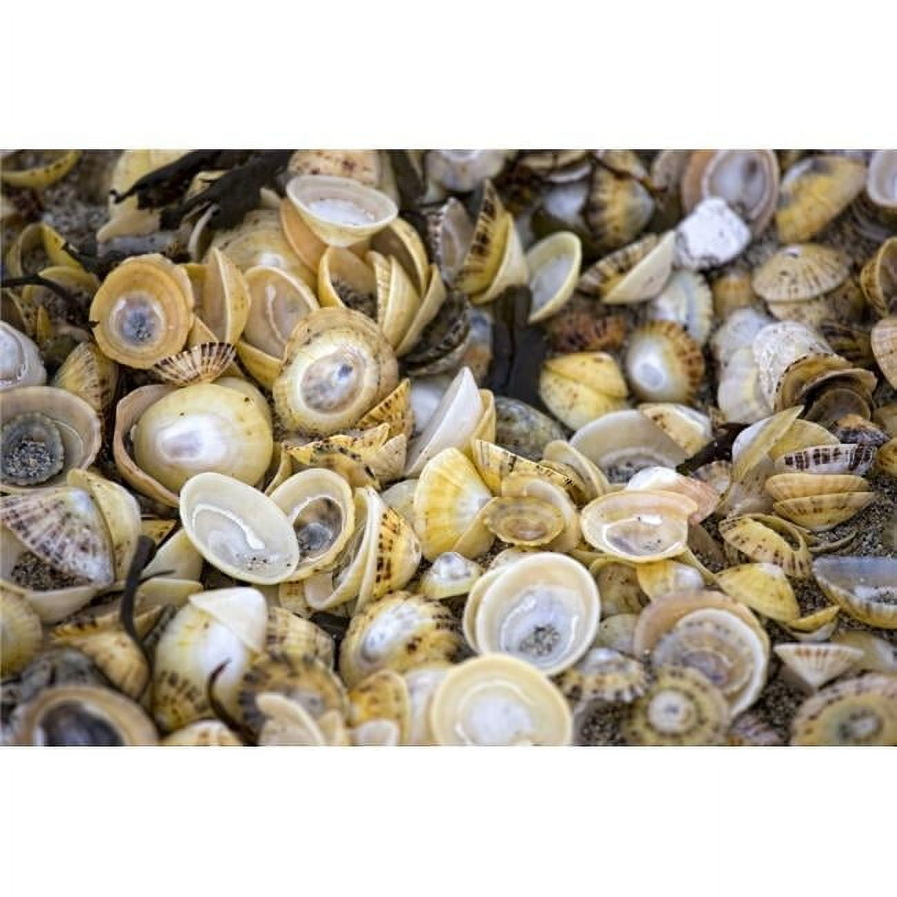 Sea Shells Poster Print, 18 x 12 - Walmart.com