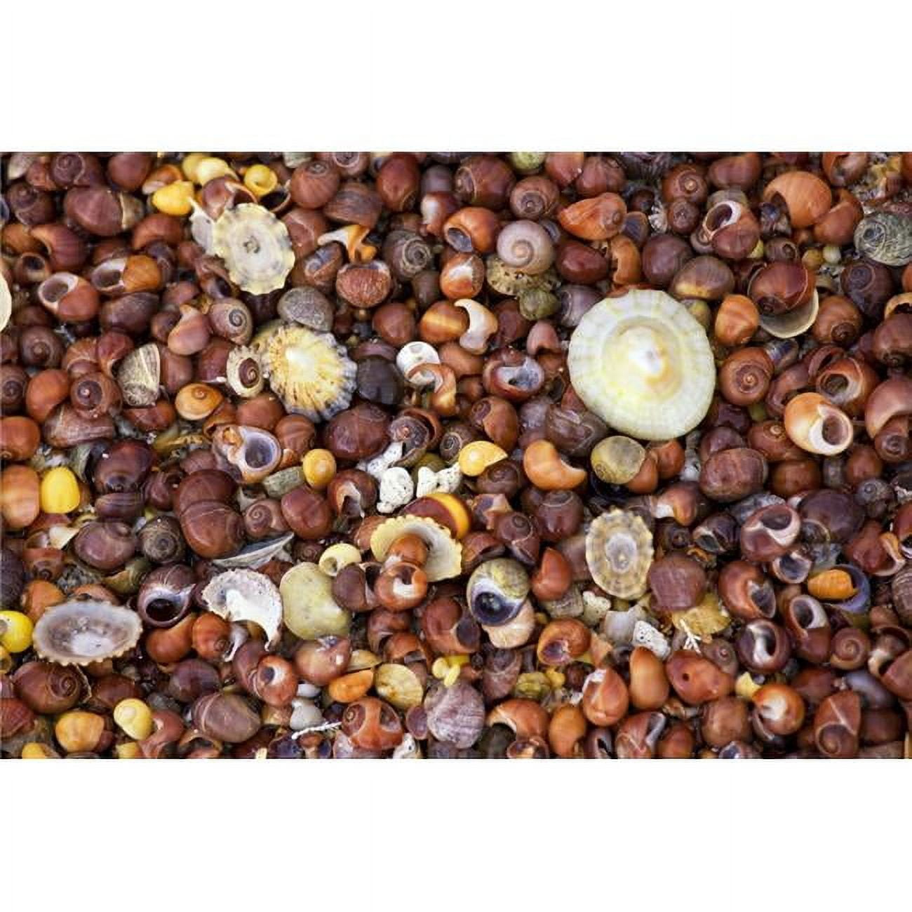Sea Shells Poster Print - Walmart.com