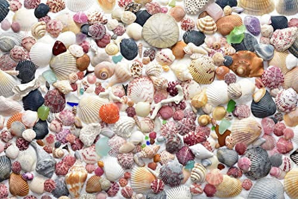 Sea Shore Sea Shells - Seashell and Seashore Beach Bright Colorful ...