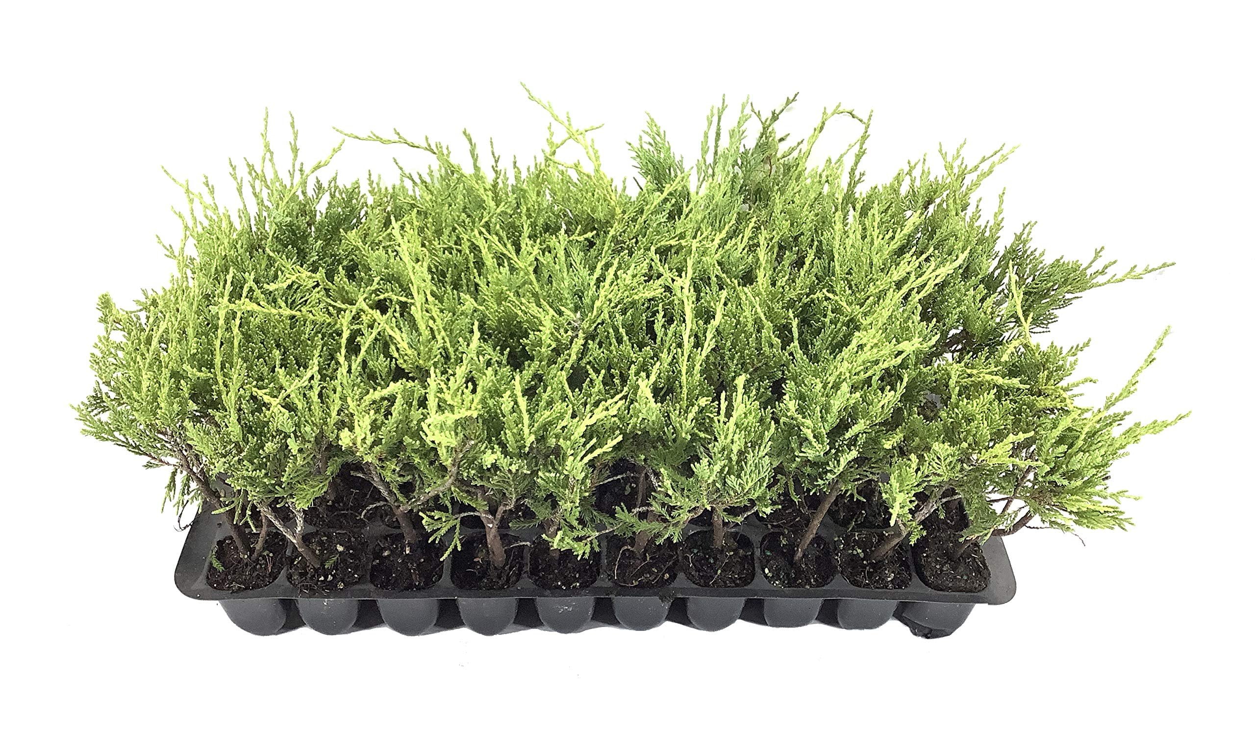 Sea Spray Juniper - 60 Live Plants - Juniperus Chinensis - Drought ...