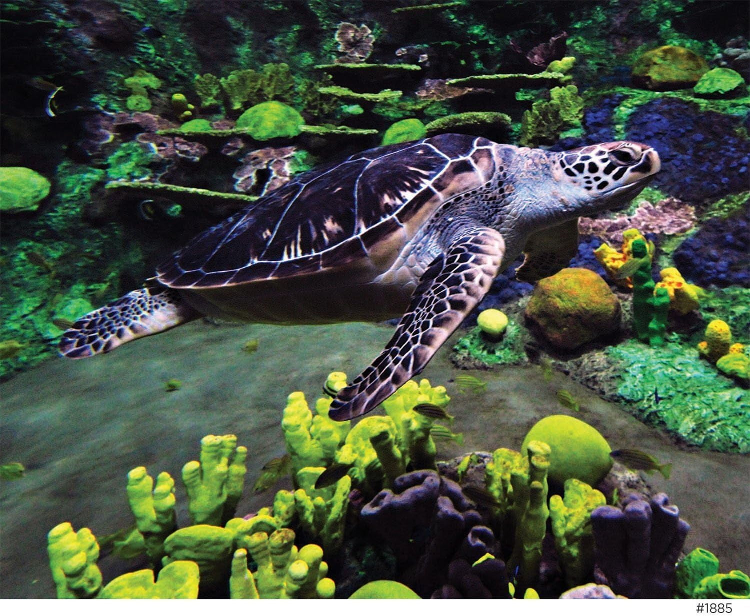 Sea Turtle Jigsaw Puzzles for Kids Adults 500 Pieces, Fun Educational ...