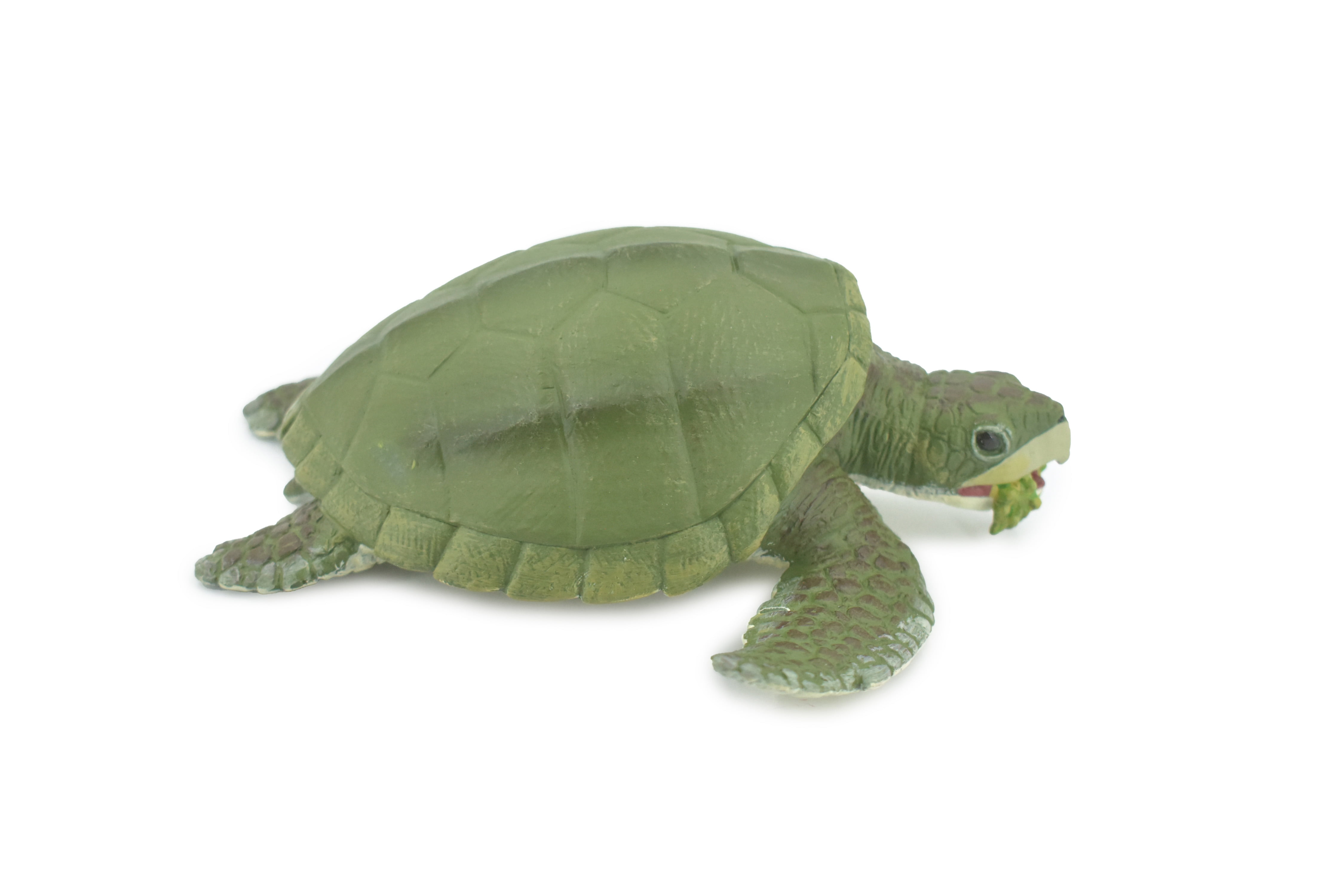 Sea Turtle, Kemp's Ridley Sea Turtle, Museum Quality, Hand Painted ...