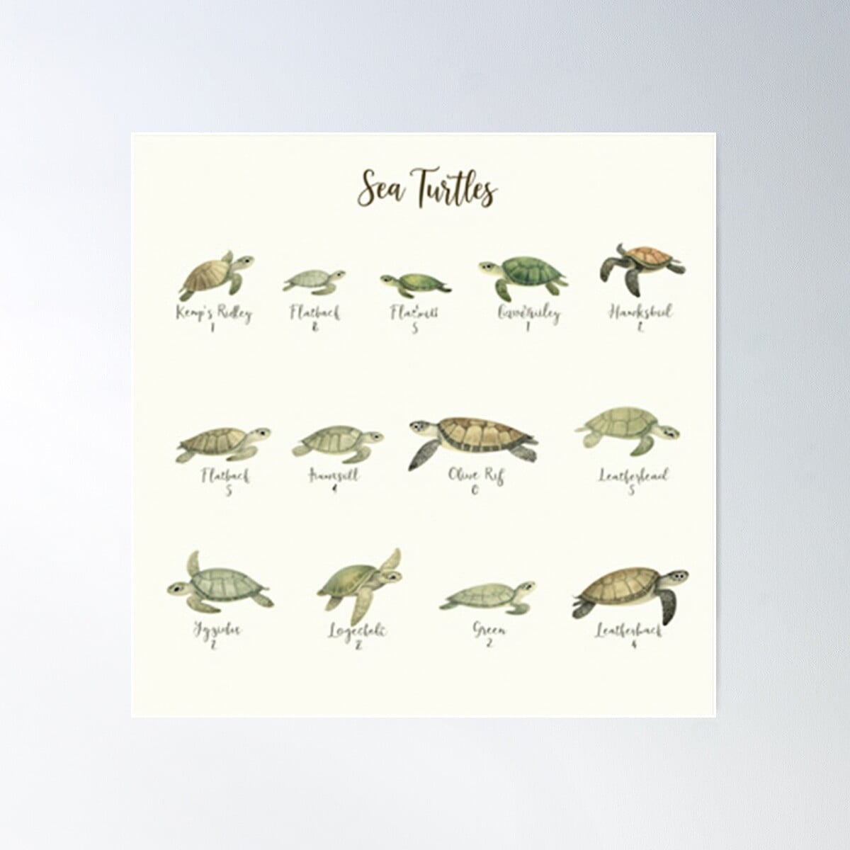Sea Turtle Species Watercolor Chart Poster Wall Art, Modern Wall Decor ...