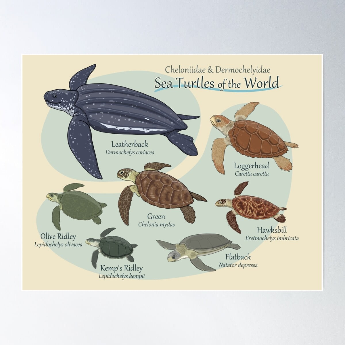 Sea Turtles Of The World Poster Wall Art, Modern Wall Decor For Living ...