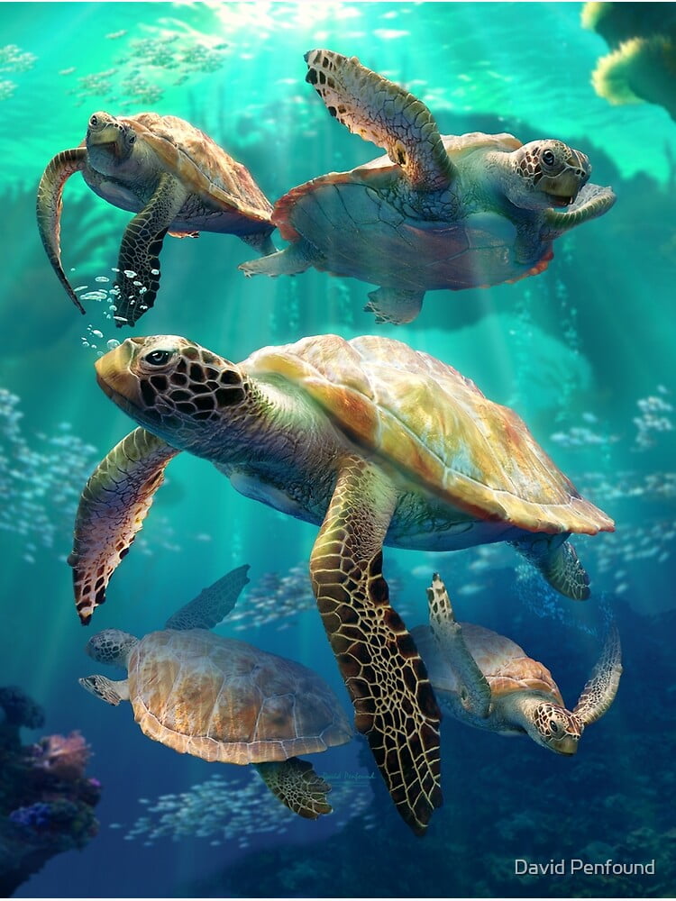 Sea Turtles Poster Framed-unframed - Walmart.com