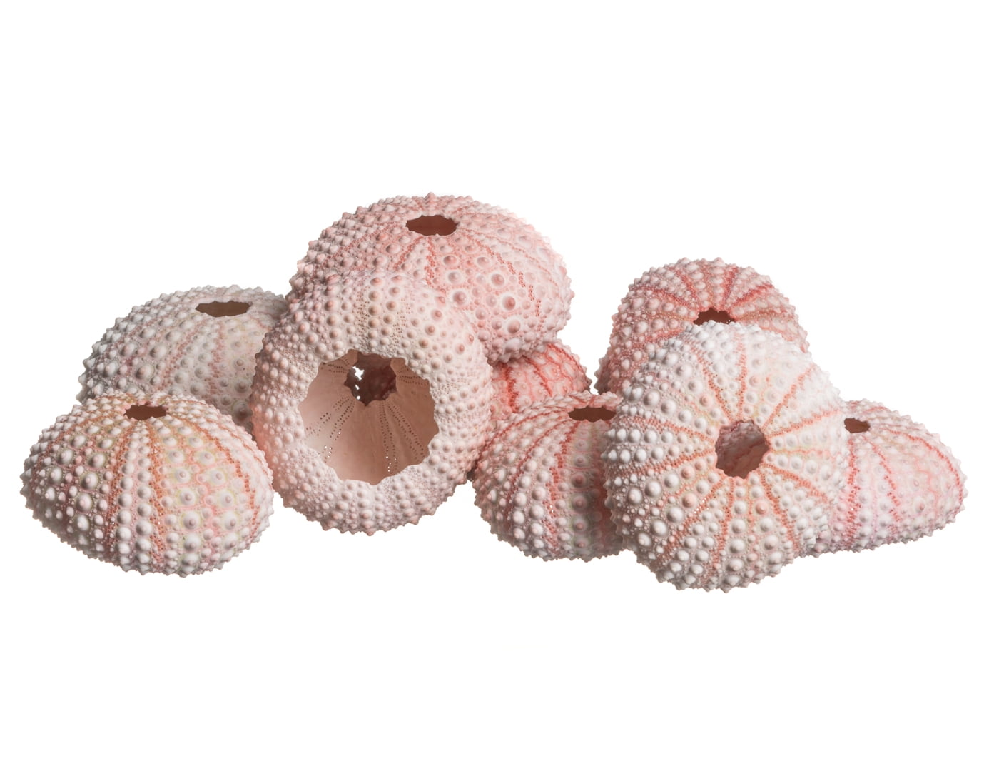 Sea Urchin 10 Pink Sea Urchin Shells 1"-2" Sea Urchins for Craft and ...