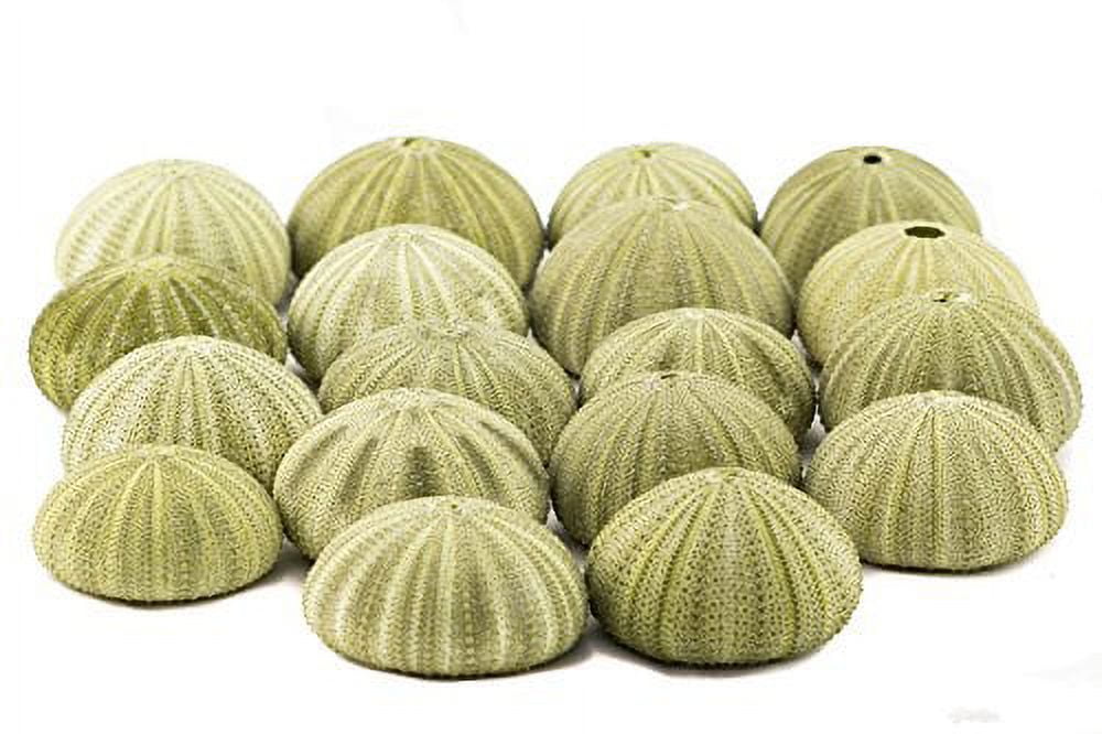 Sea Urchin | 18 Green Sea Urchin Shells for Craft and Decor - Walmart.com