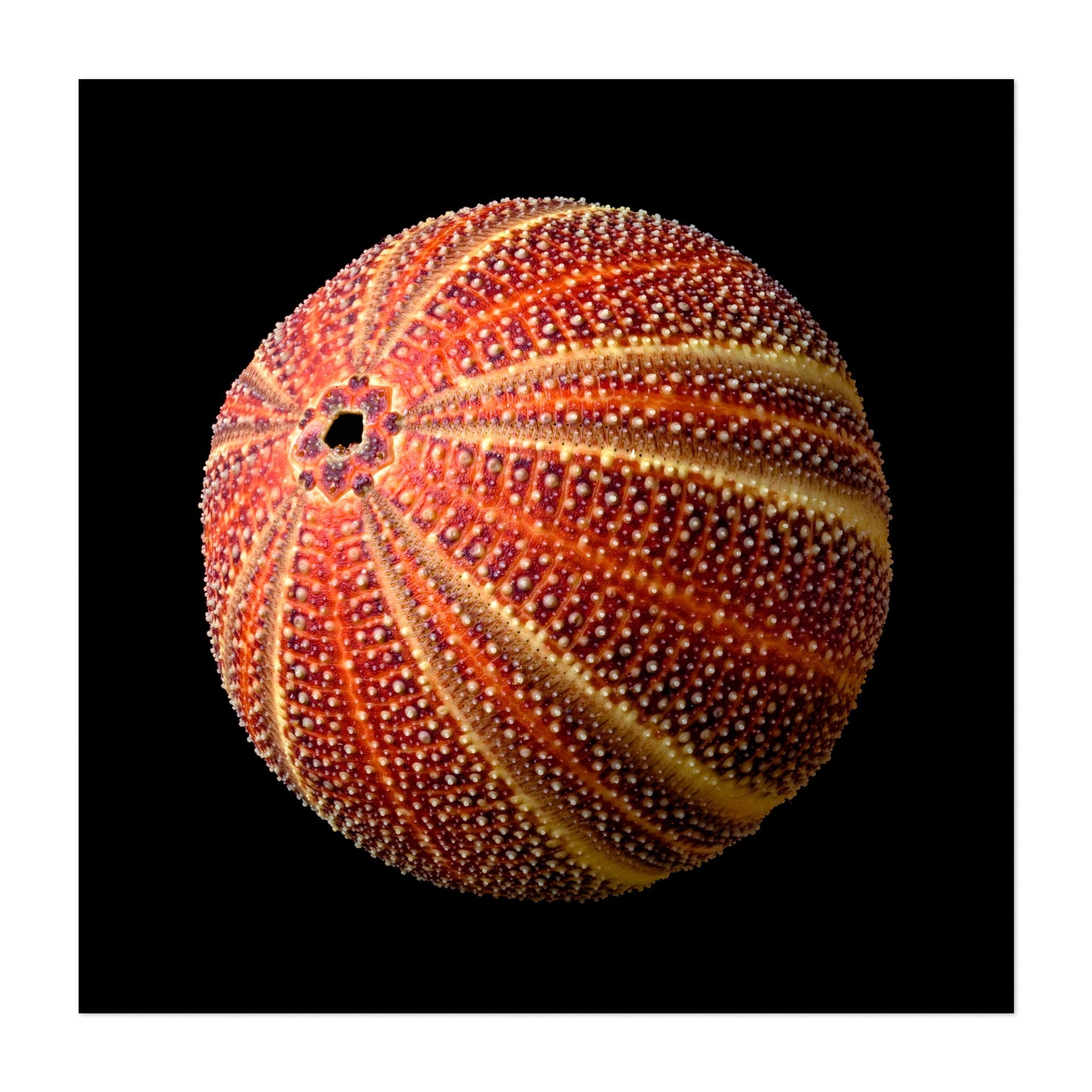 Sea Urchin 2 - Photography Marine Life Aquatic Nautical Nature Ocean ...