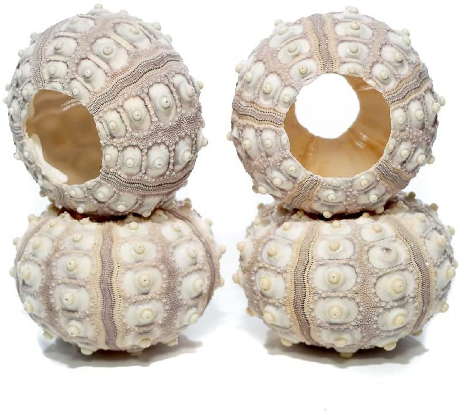 Sea Urchin 4 Sputnik Sea Urchin Shell | 4 Purple Sputnik Sea Urchin ...