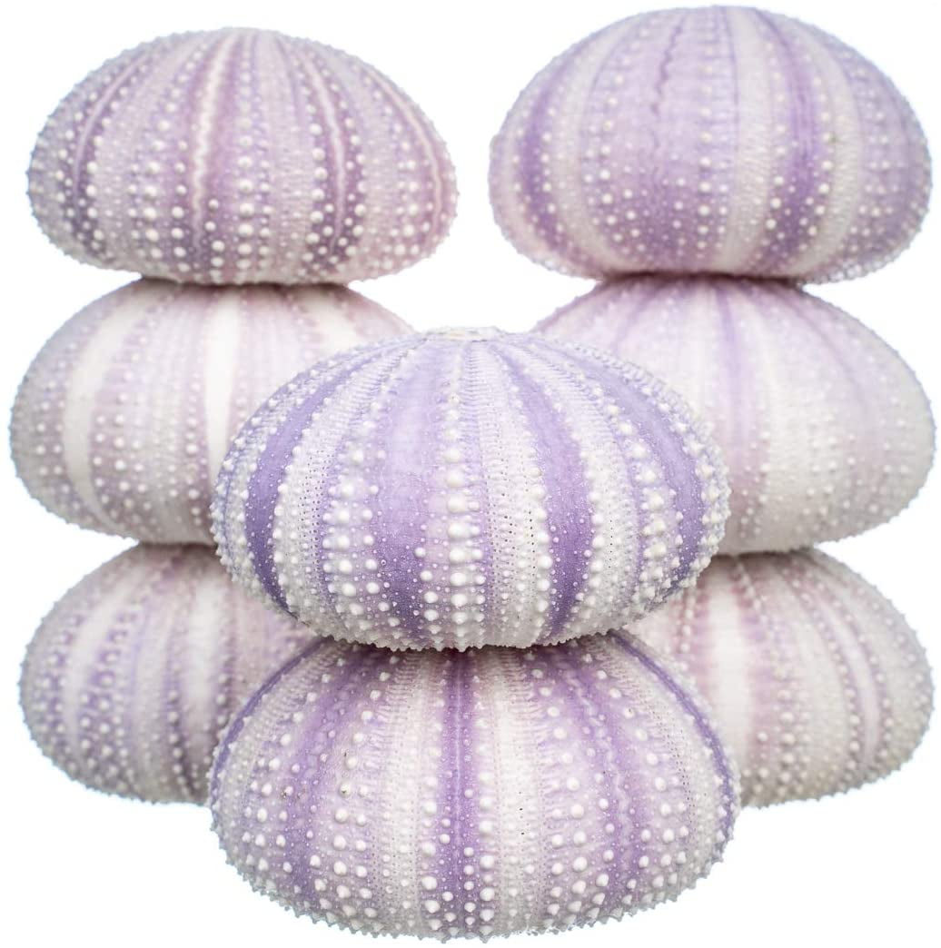 Sea Urchin | 8 Purple Sea Urchin Shells for Craft and Decor - Walmart.com