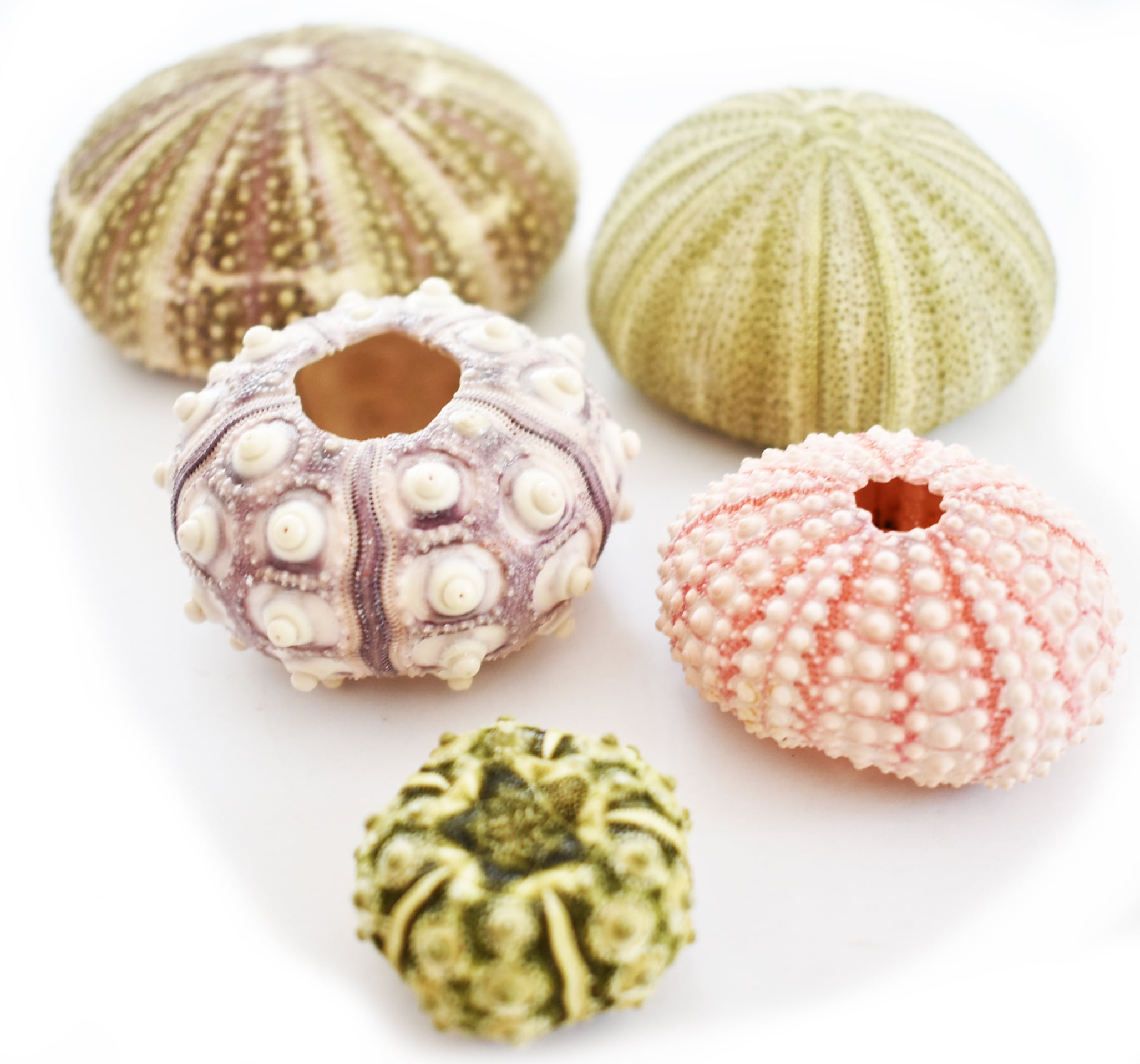 Sea Urchin Decor & Crafts Sampler: Alfonso, Sputnik, Pink, Green and ...