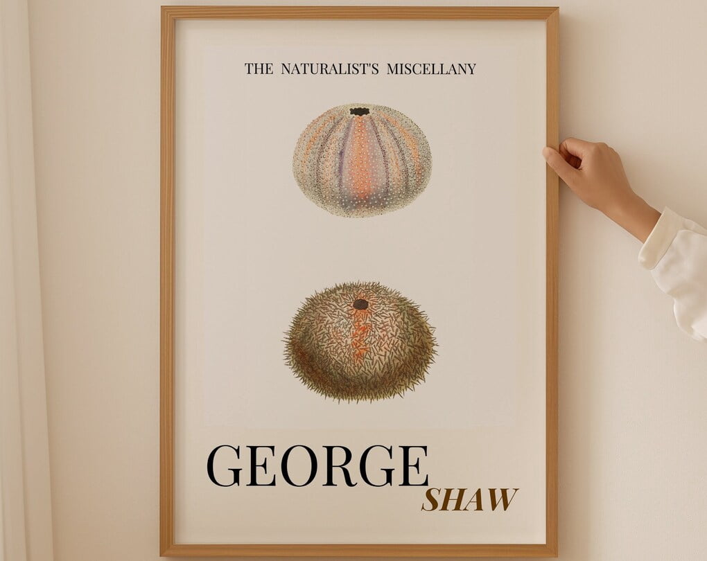 Sea Urchin Shell, Coastal Aesthetic, Coastal Granddaughter, Coastal Art ...