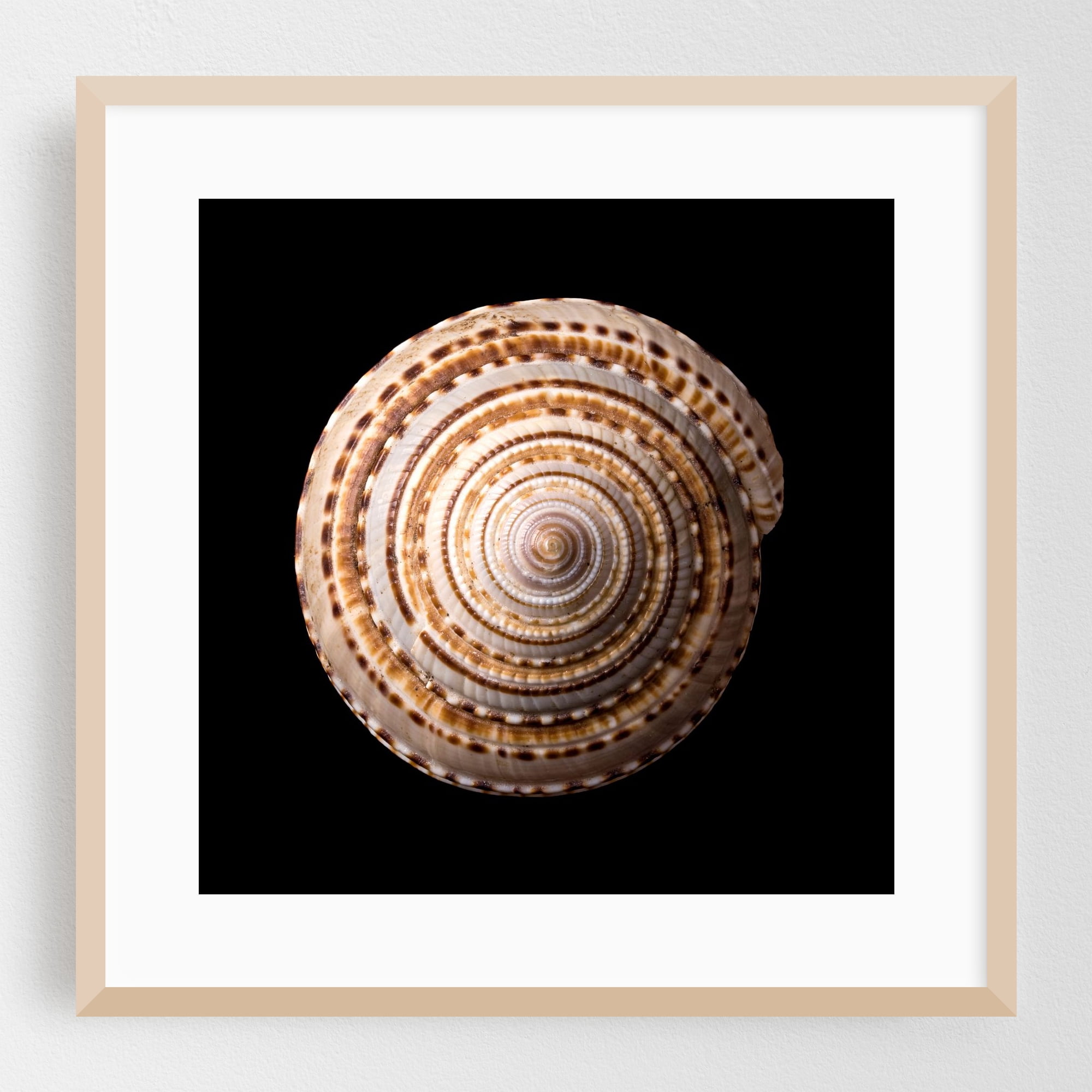 Sea shell known as Staircase or Sundial - Photography Marine Life ...