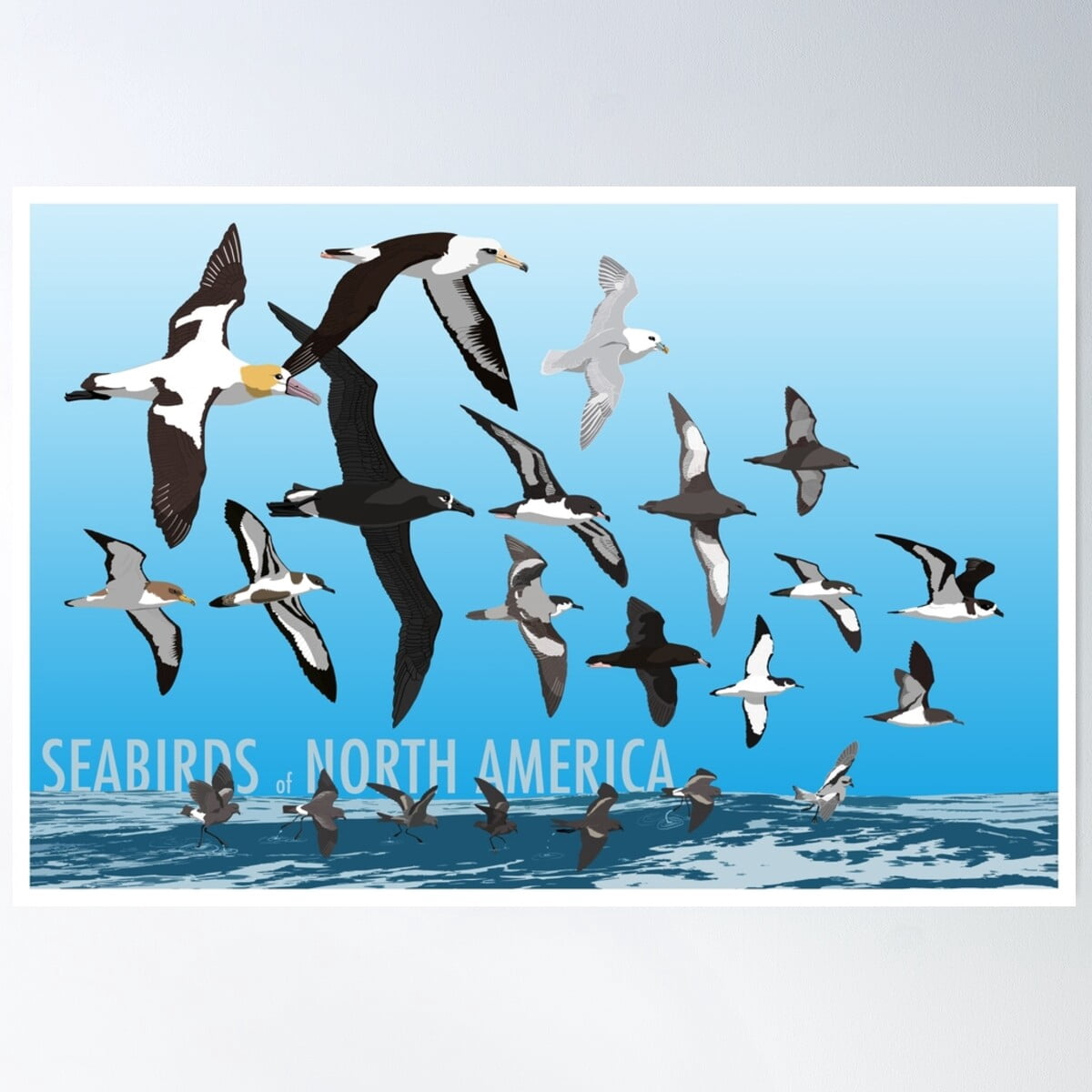 Seabirds Of North America (With Text) Poster Wall Art, Modern Wall ...